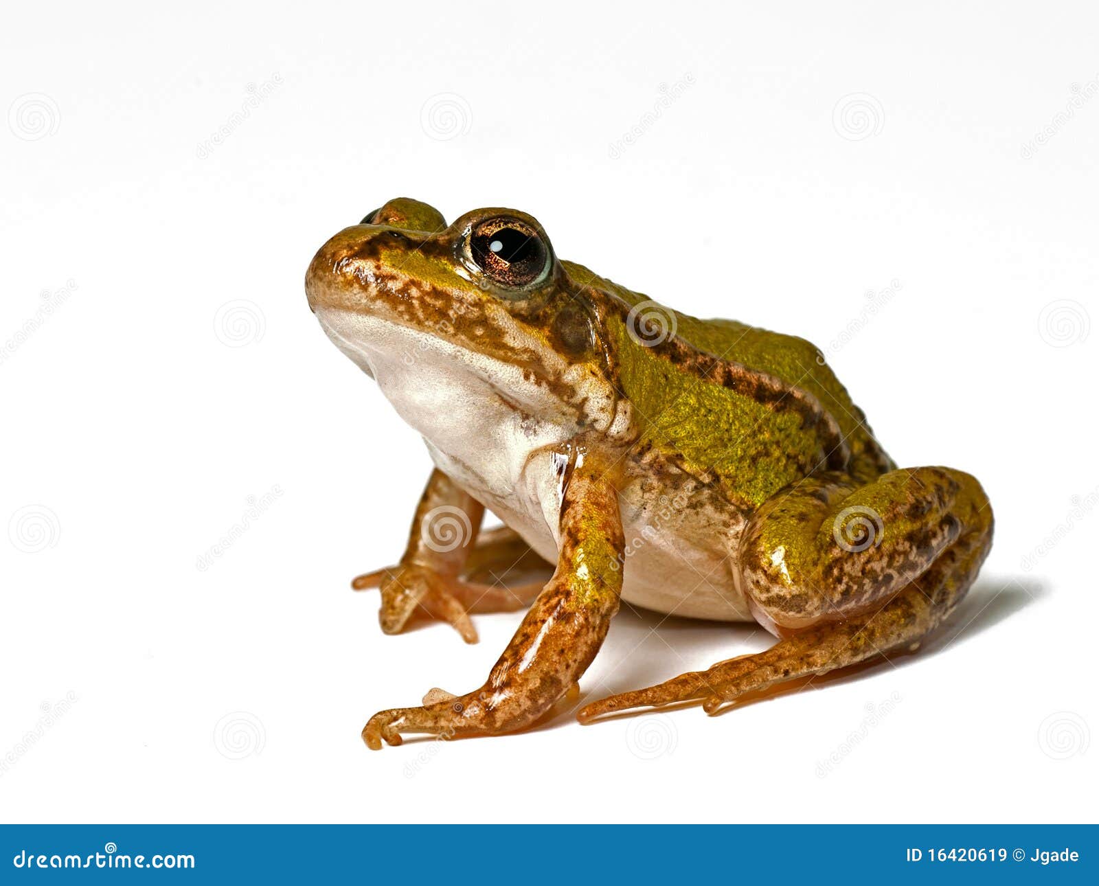 Petite grenouille verte image stock. Image du faune, petit - 16420619