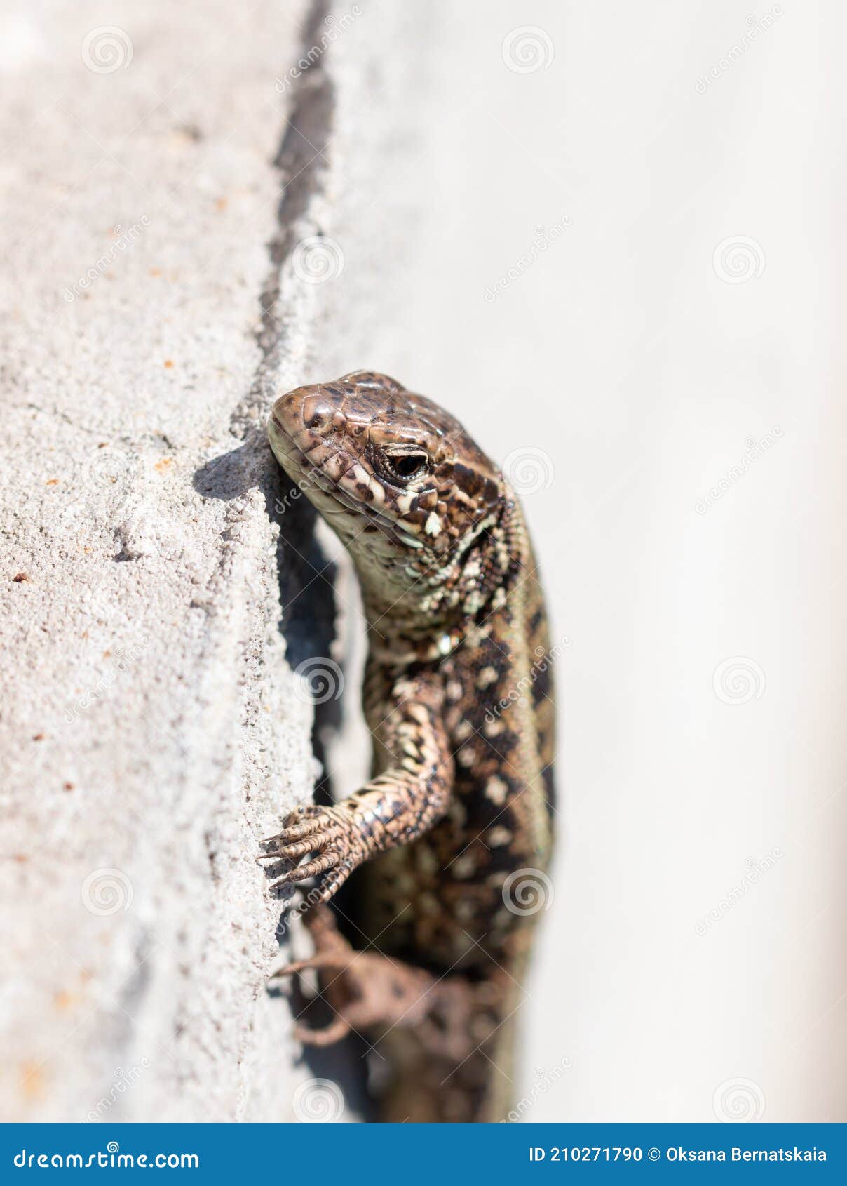 Petite lizard on the wall stock photo. Image of petite - 210271790