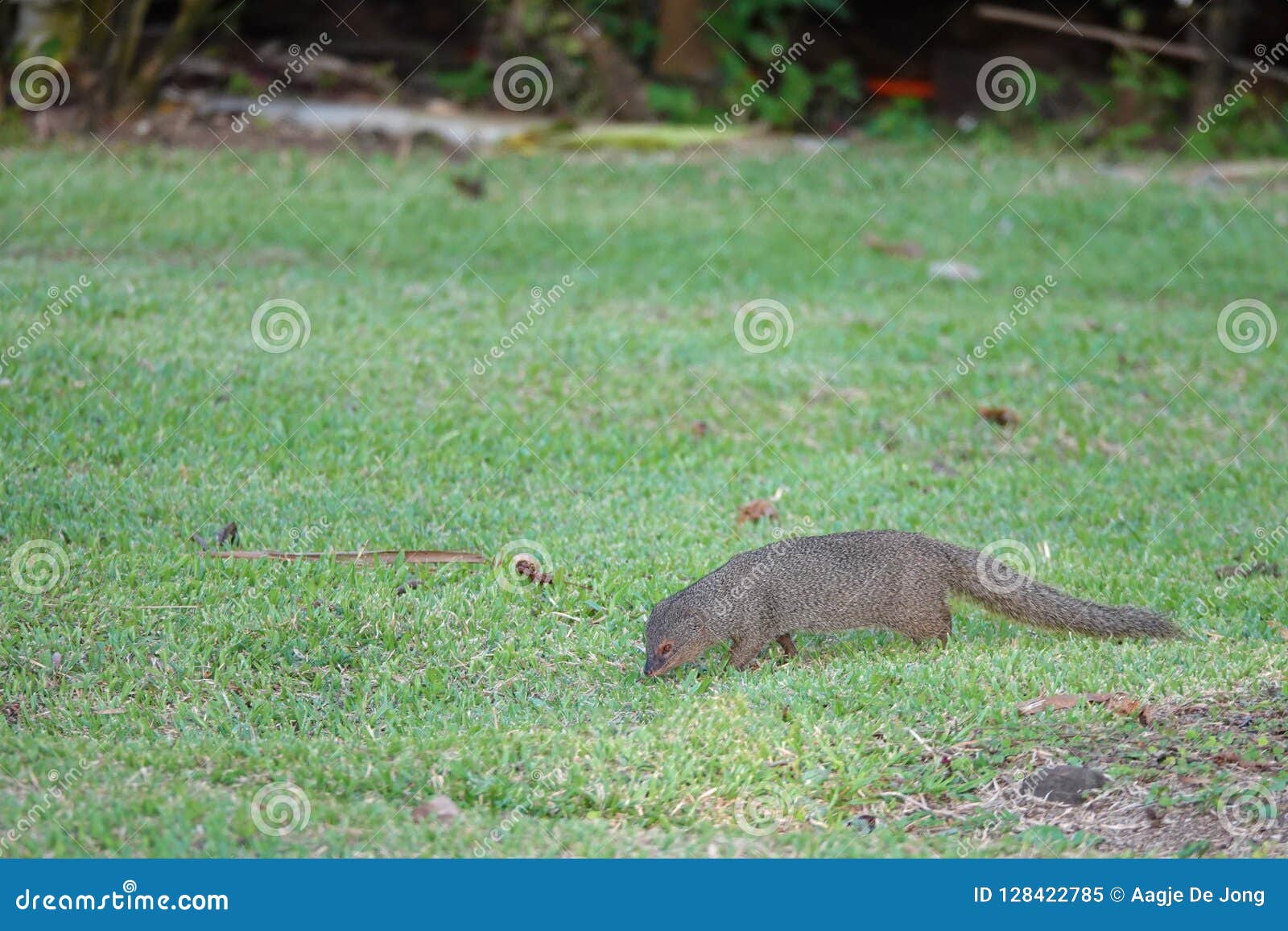 Petite Mangouste De Javan Sur Les Fidji Image stock - Image du ...