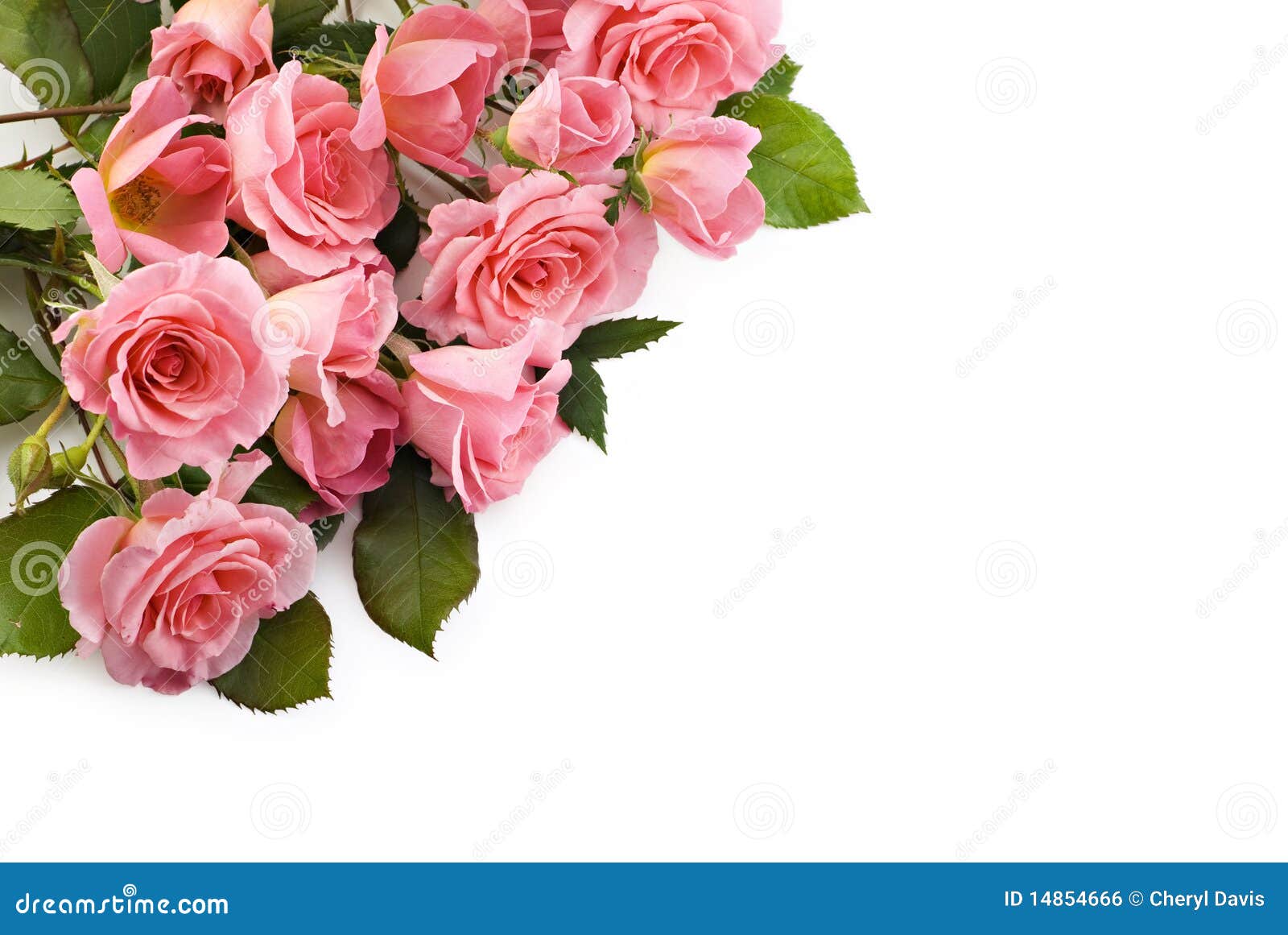 159 Petite Roses Stock Photos - Free & Royalty-Free Stock Photos from ...