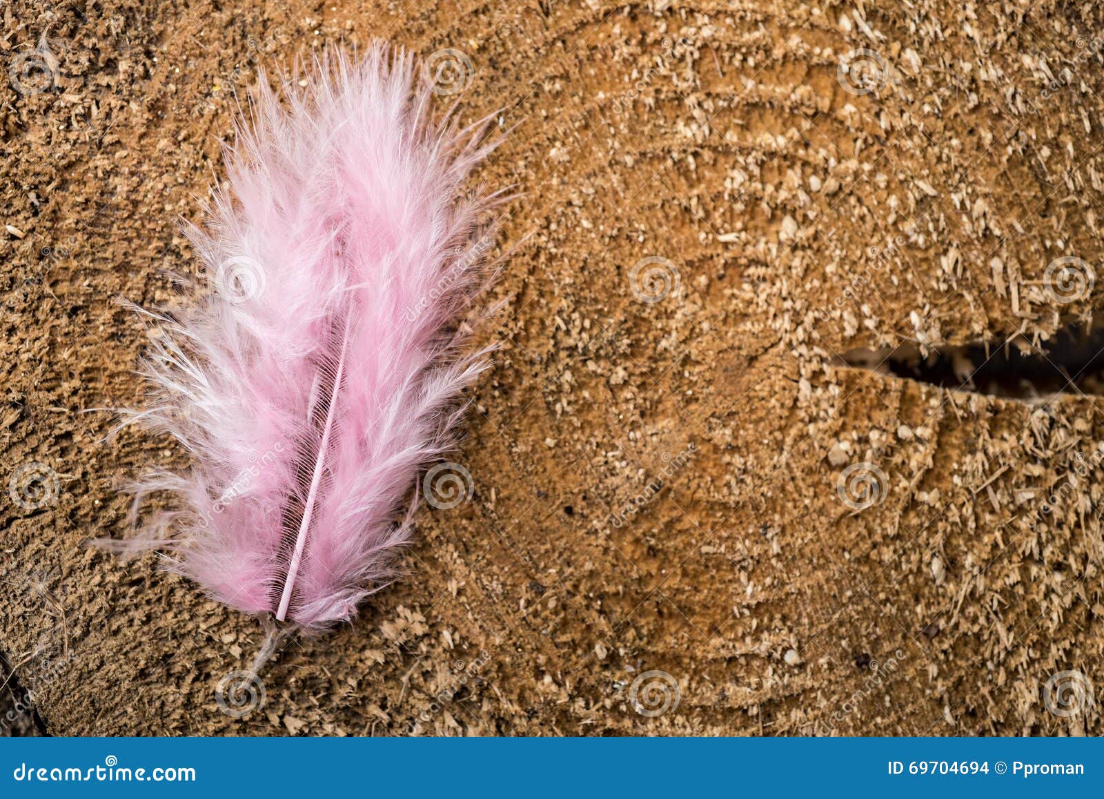 Petite plume rose photo stock. Image du stylo, charme - 69704694