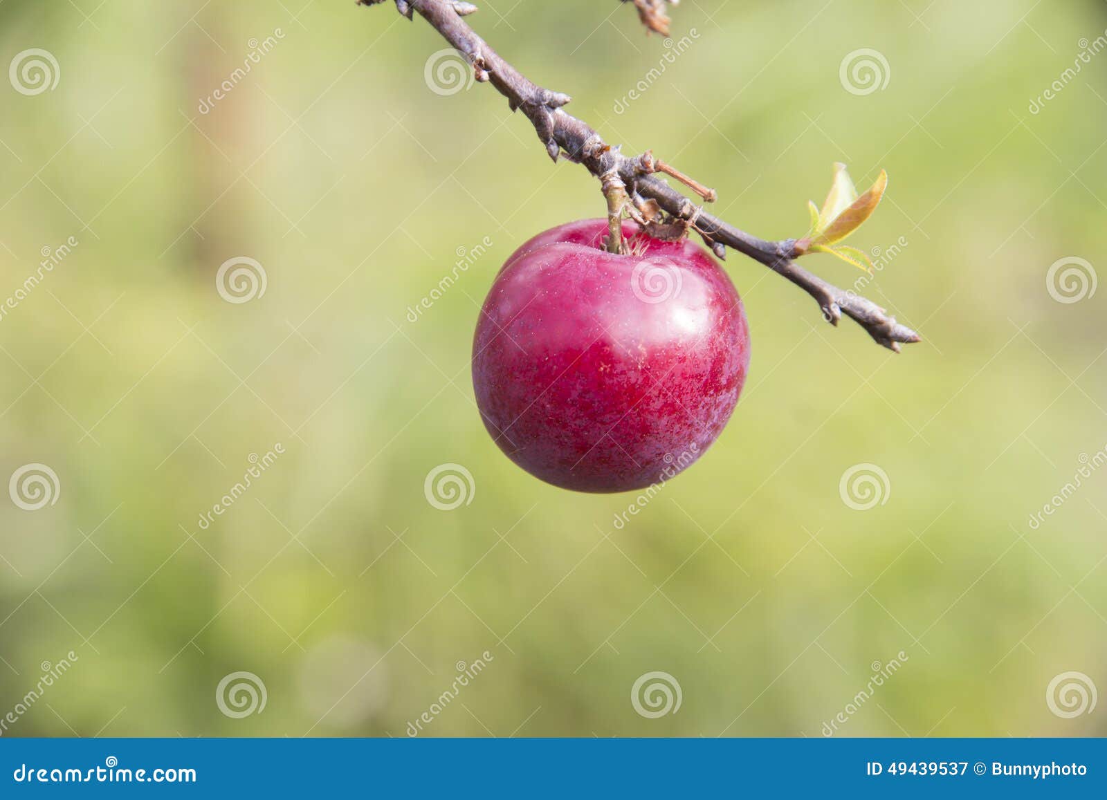 Petite prune rouge image stock. Image du rouge, frais - 49439537