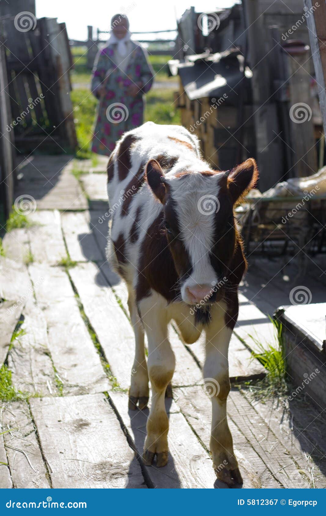 Petite Vache Brune Et Blanche Image stock - Image du femme, rural: 5812367