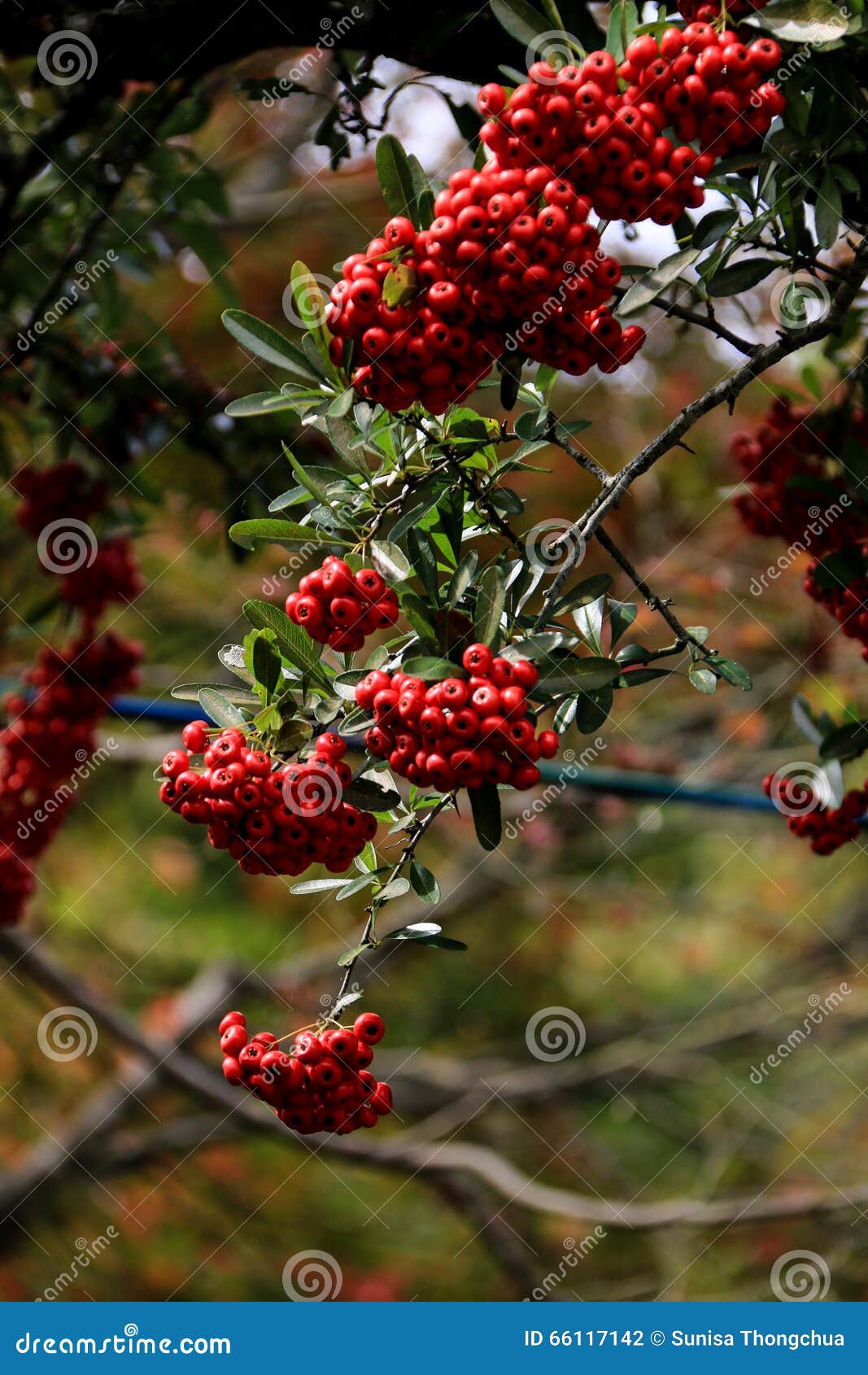 Petites baies rouges photo stock. Image du petit, buisson - 66117142