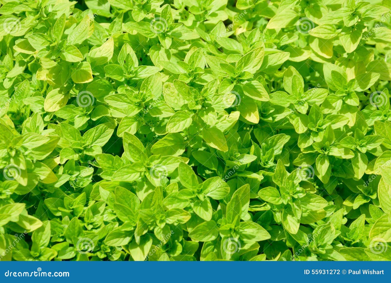 Petites Feuilles Vert Clair Photo stock - Image du ressort, vivacité ...