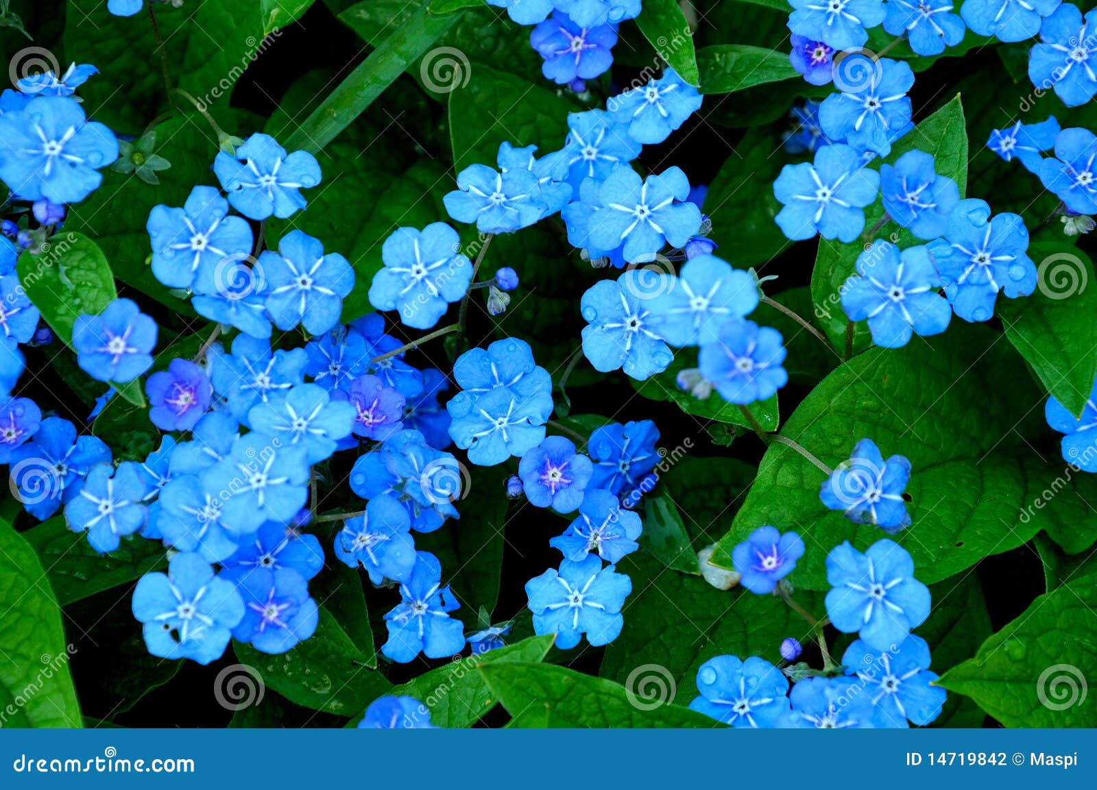 Petites fleurs bleues photo stock. Image du centrale - 14719842