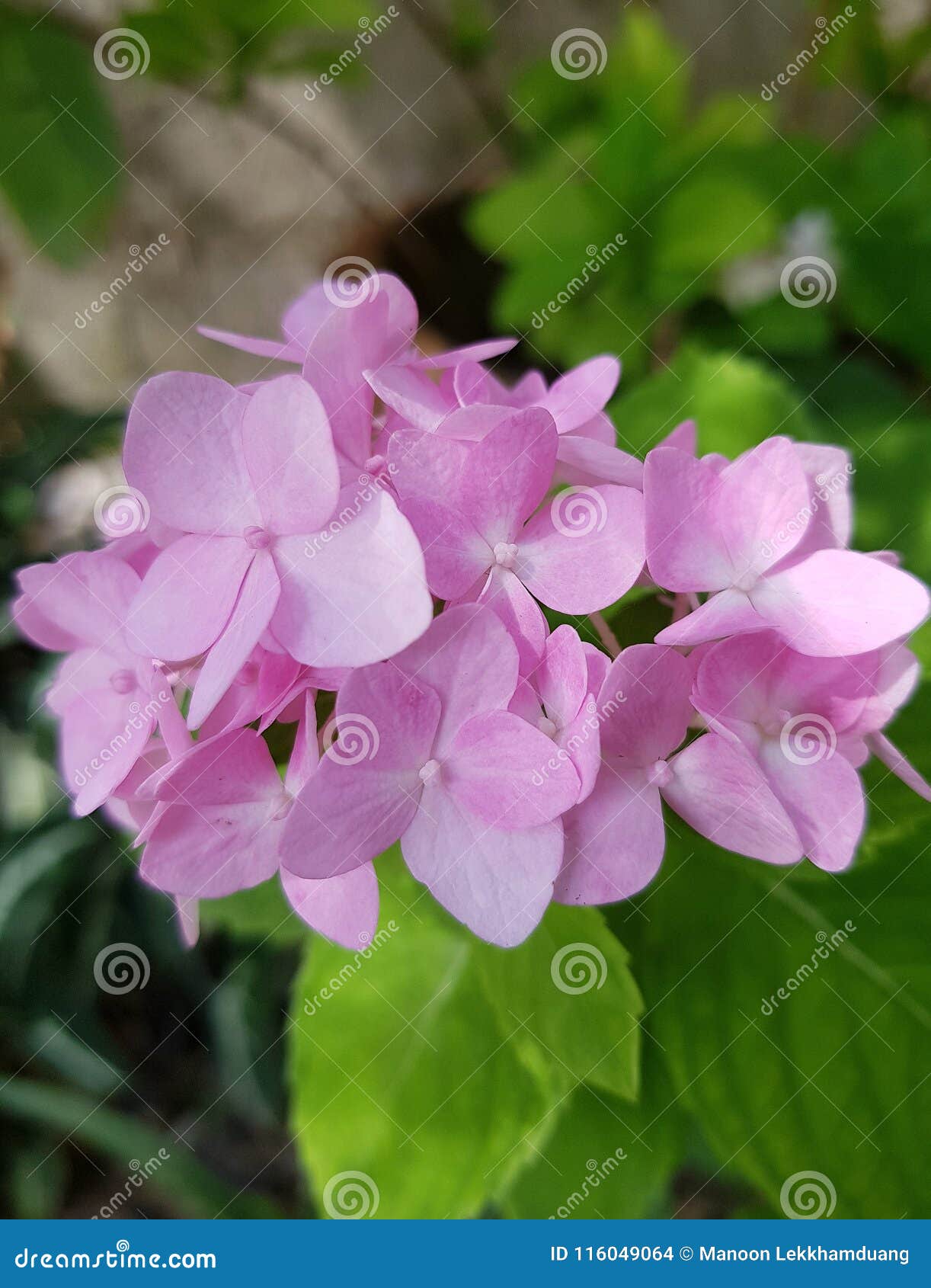 Petites fleurs roses photo stock. Image du été, fleur - 116049064