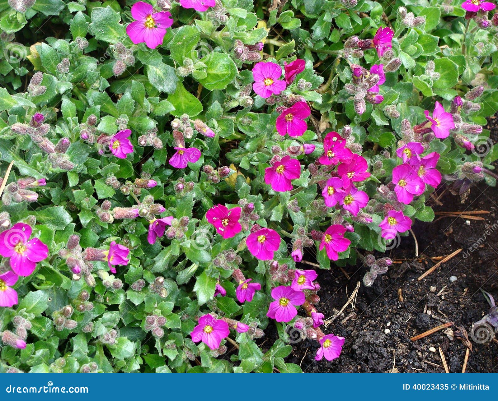 Petites fleurs roses image stock. Image du centrale, botanique - 40023435