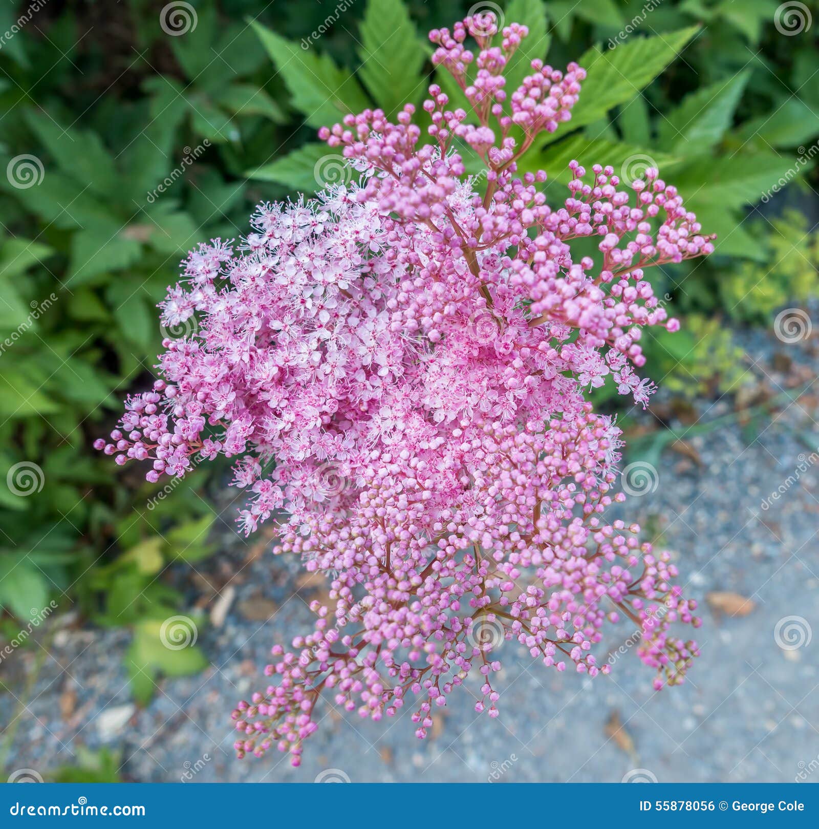 Petites fleurs roses photo stock. Image du rose, prodigue - 55878056