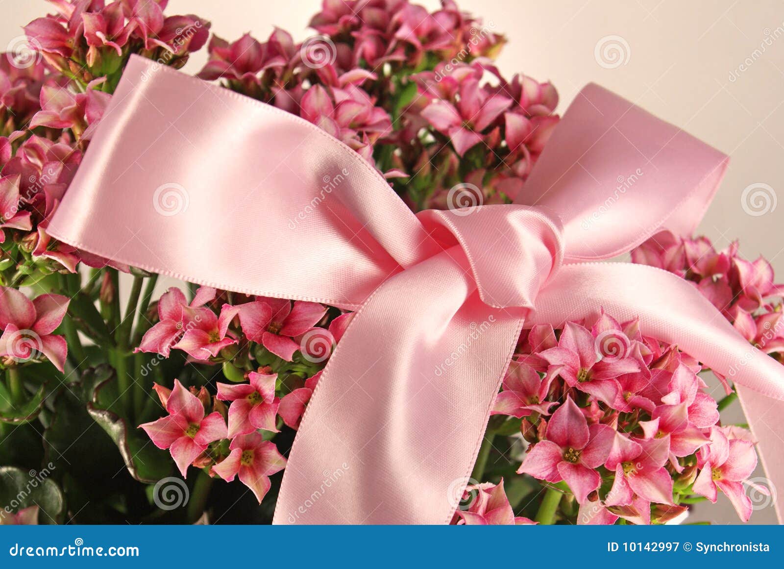 Petites Fleurs Roses Avec La Proue Image stock - Image du rose, fleurs ...
