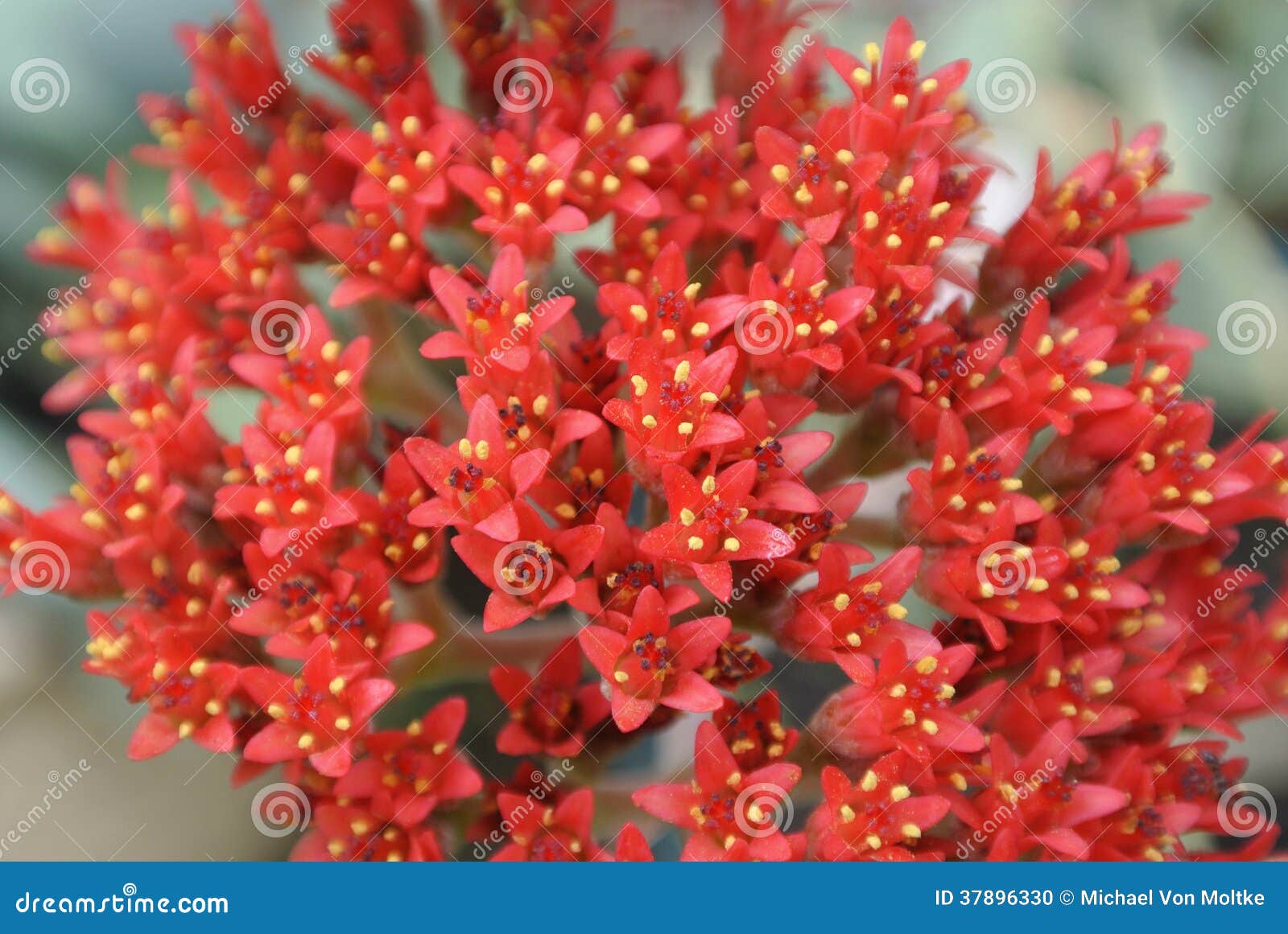 Petites fleurs rouges photo stock. Image du agencements - 37896330