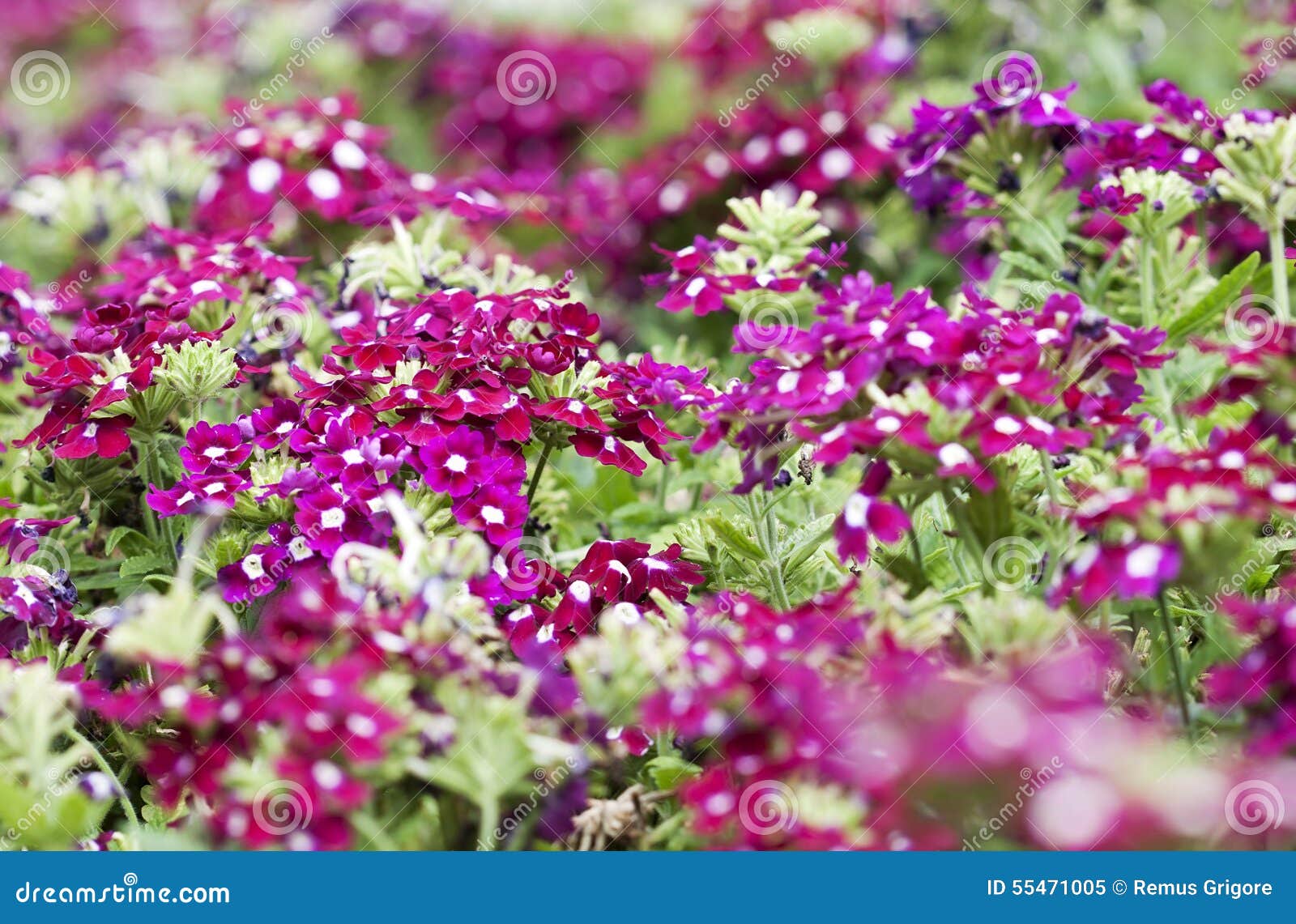 Petites fleurs rouges image stock. Image du rouge, fermer - 55471005