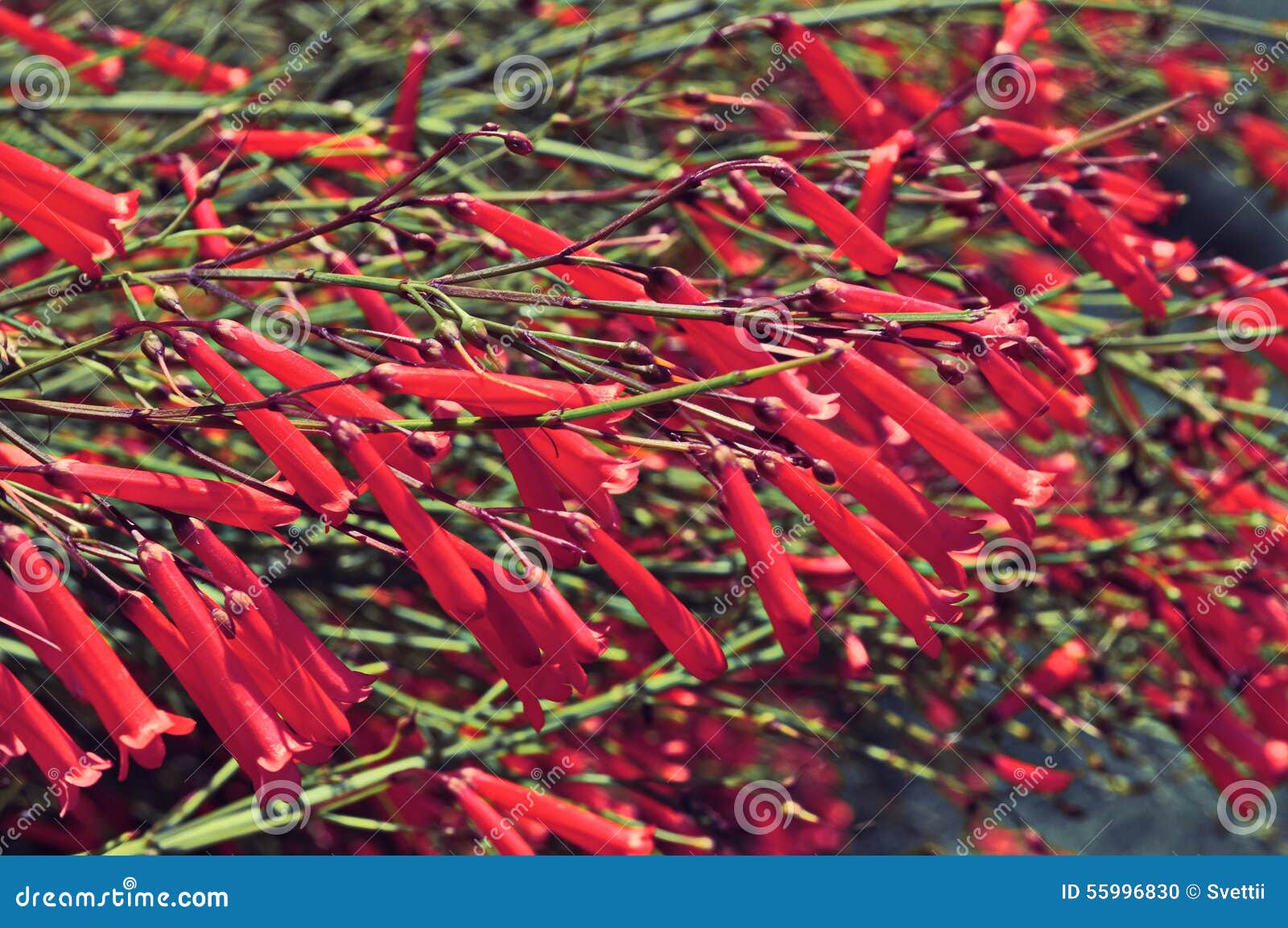 Petites fleurs rouges photo stock. Image du été, dinde - 55996830