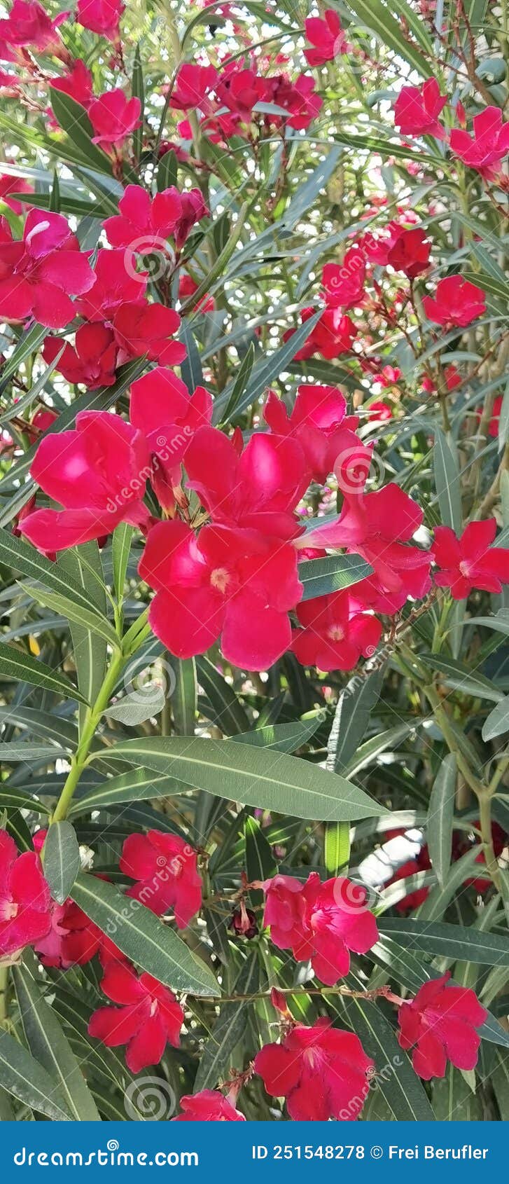Petites Fleurs Rouges Au Milieu Du Vert Photo stock - Image du fleurs ...