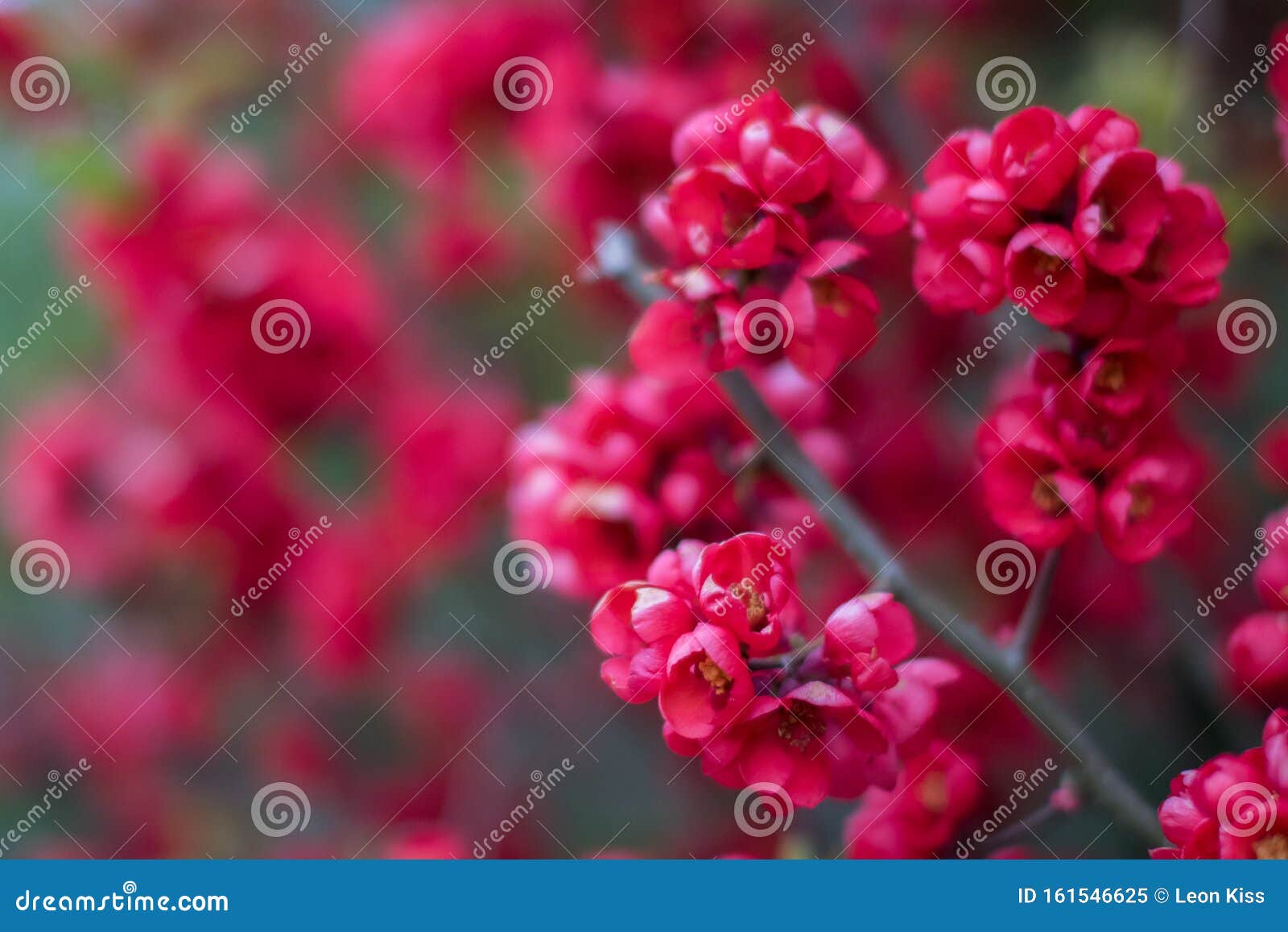 Petites fleurs rouges image stock. Image du floral, beau - 161546625
