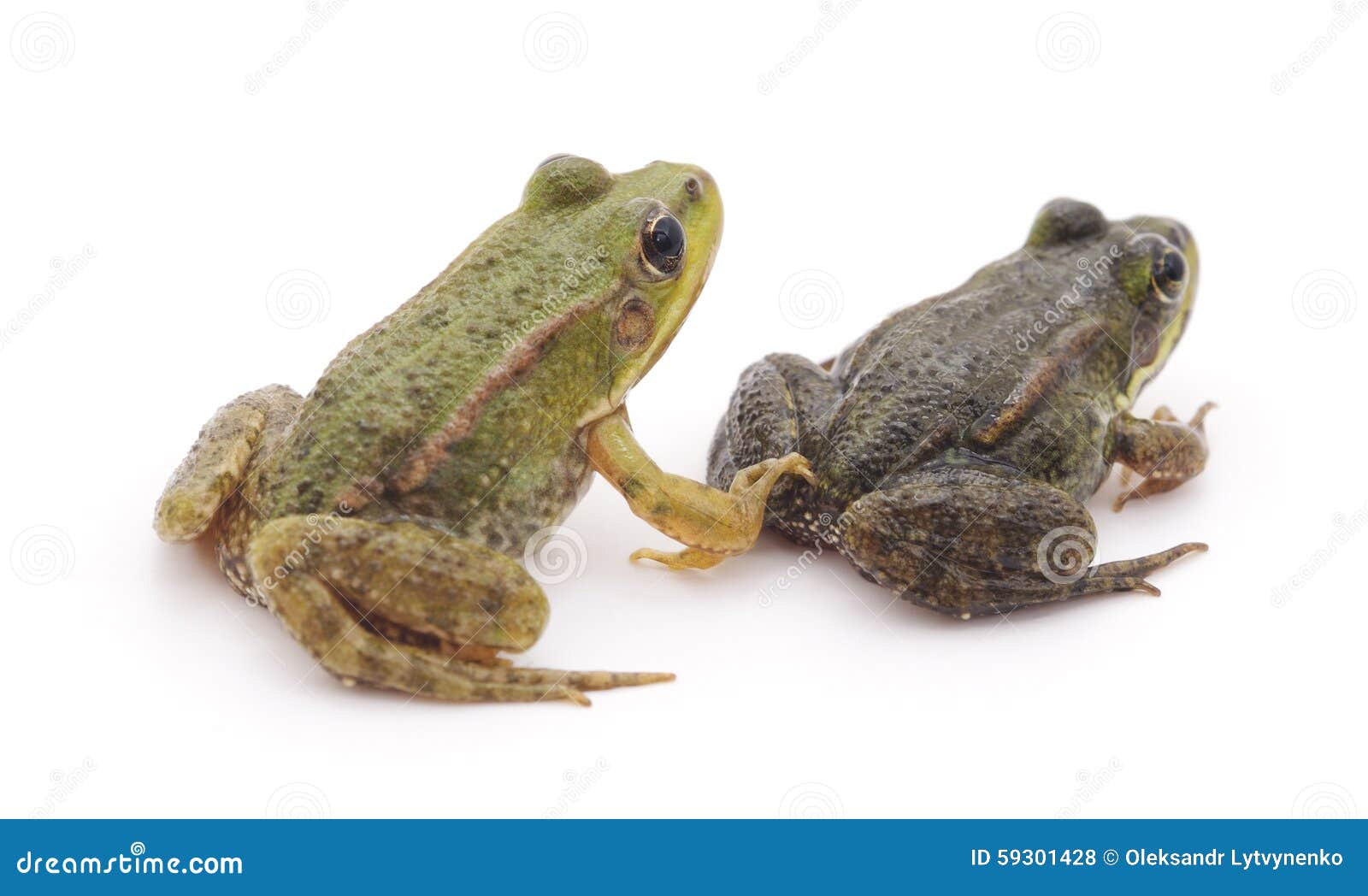 Petites grenouilles photo stock. Image du vert, humide - 59301428