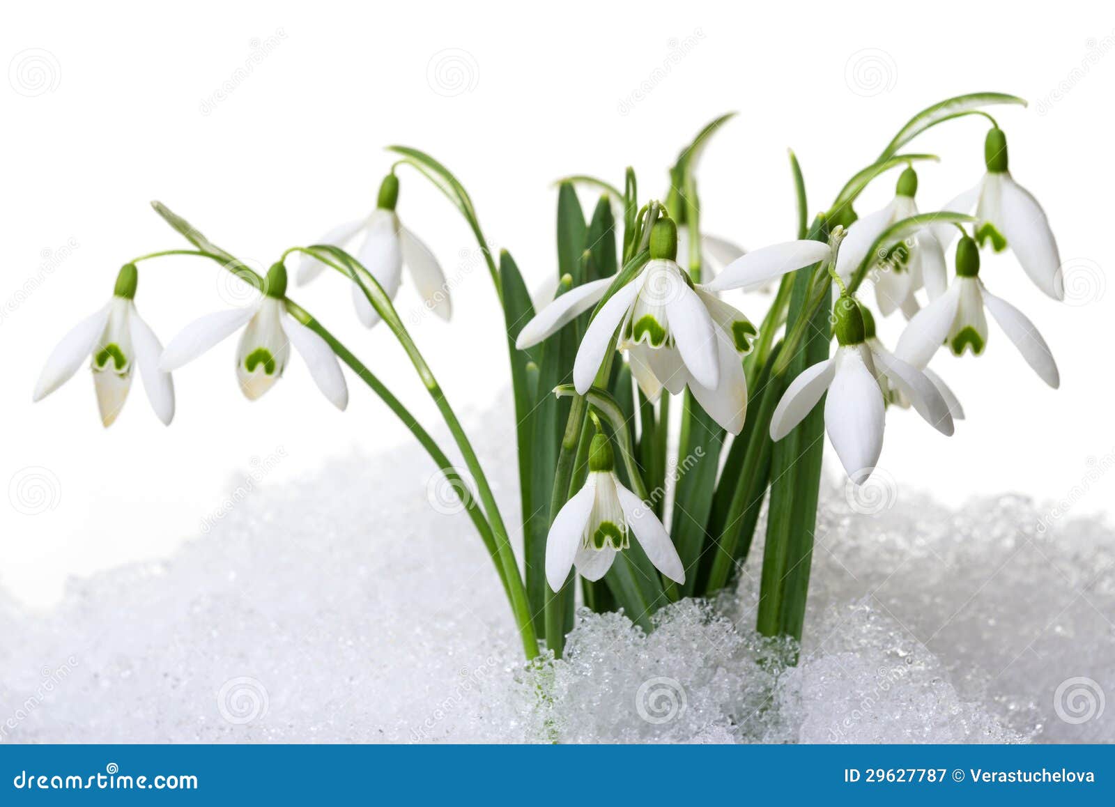 Petites Perce-neiges Dans La Neige Image stock - Image of pétale ...