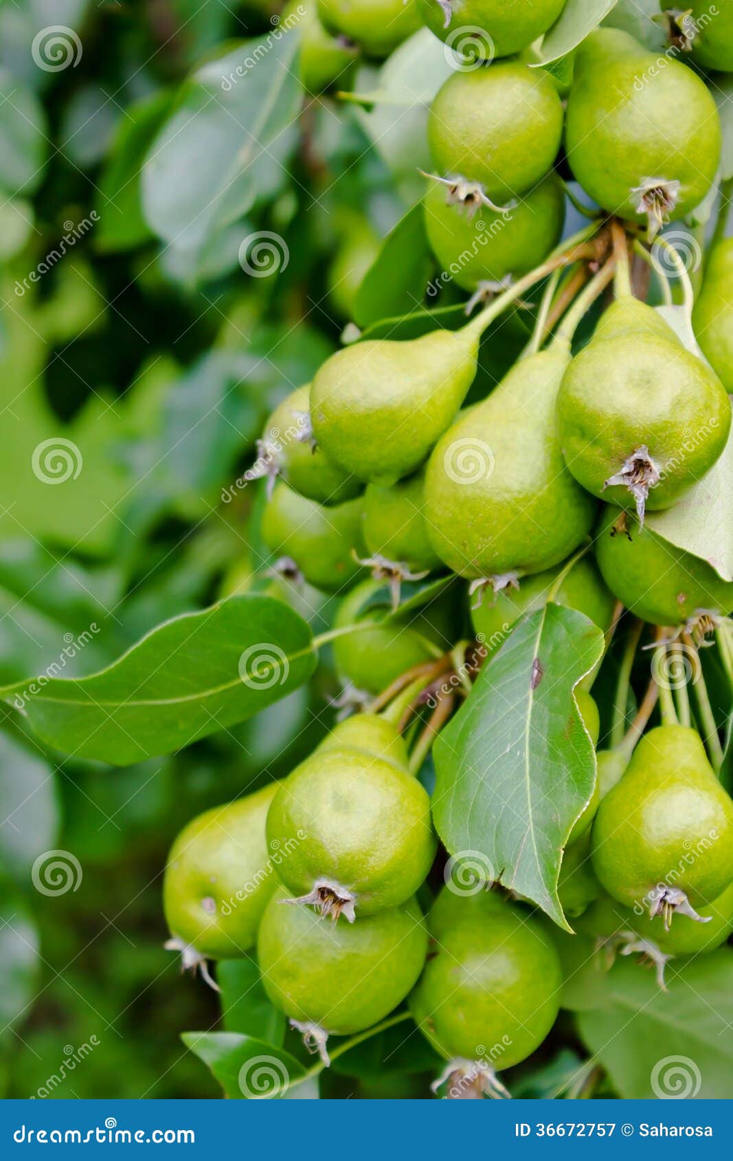 Petites poires non mûres image stock. Image du jardins - 36672757