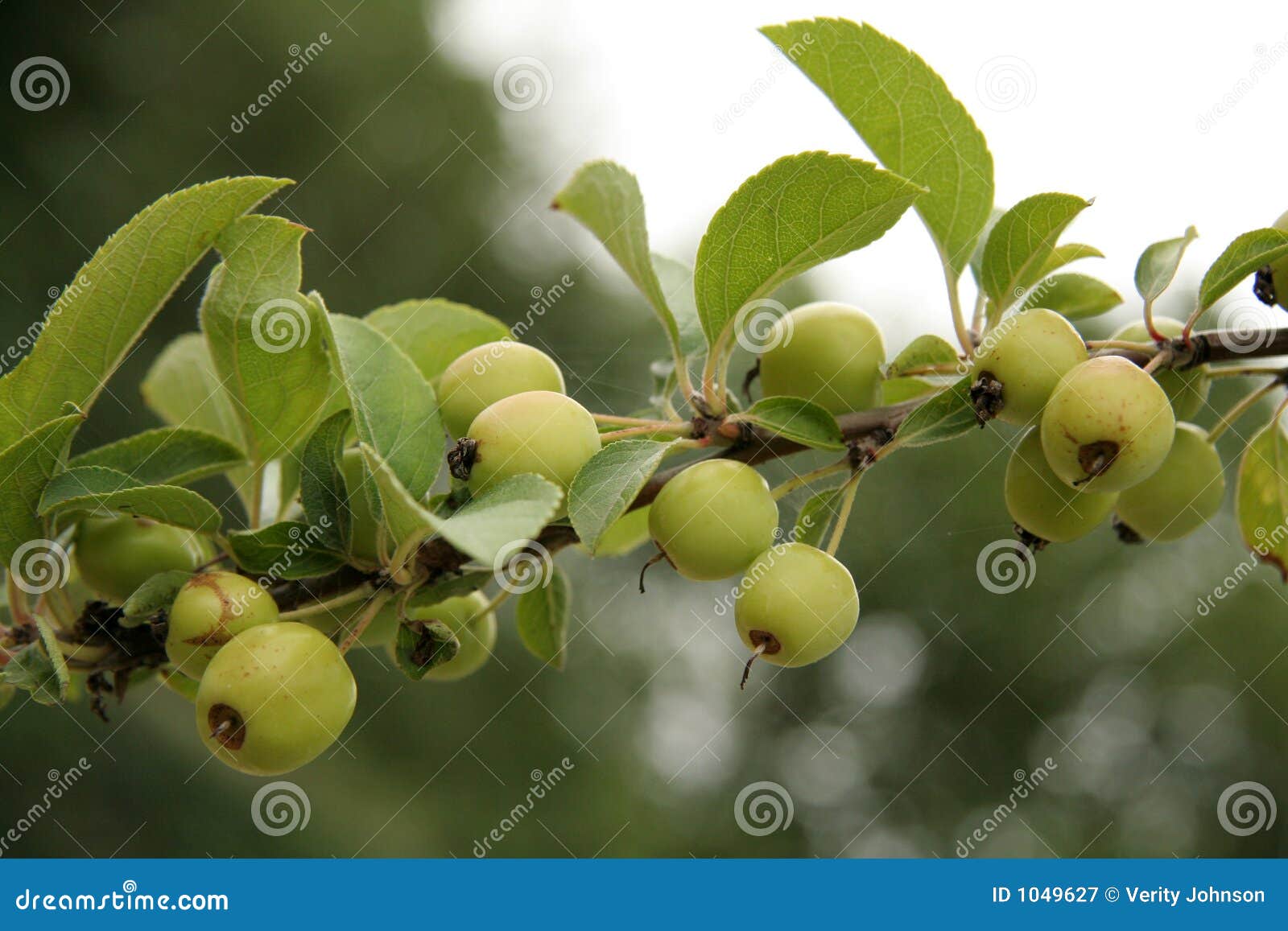Petites pommes sauvages image stock. Image du arbre, pommes - 1049627