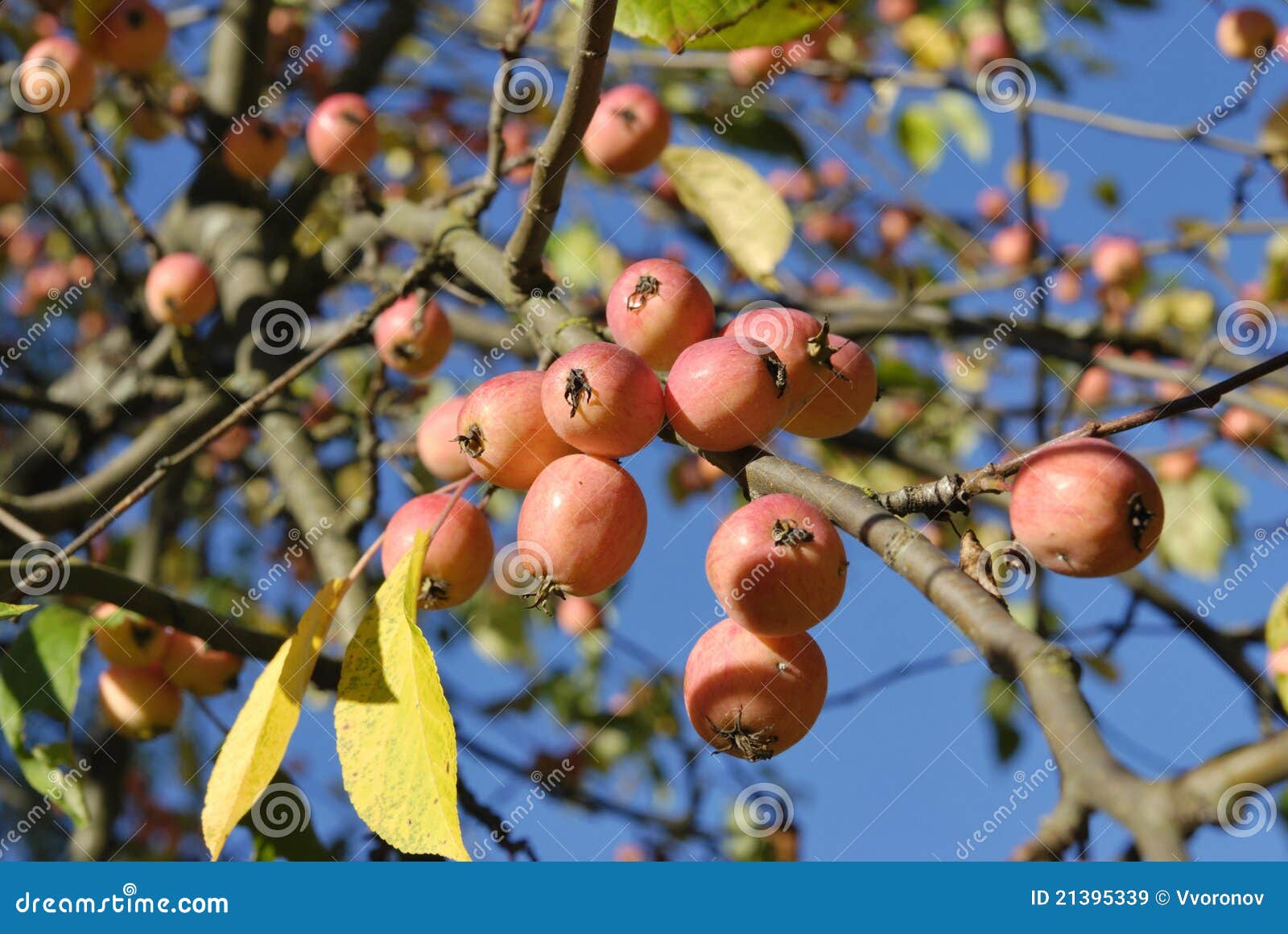 Petites pommes sauvages image stock. Image du pomme, centrale - 21395339