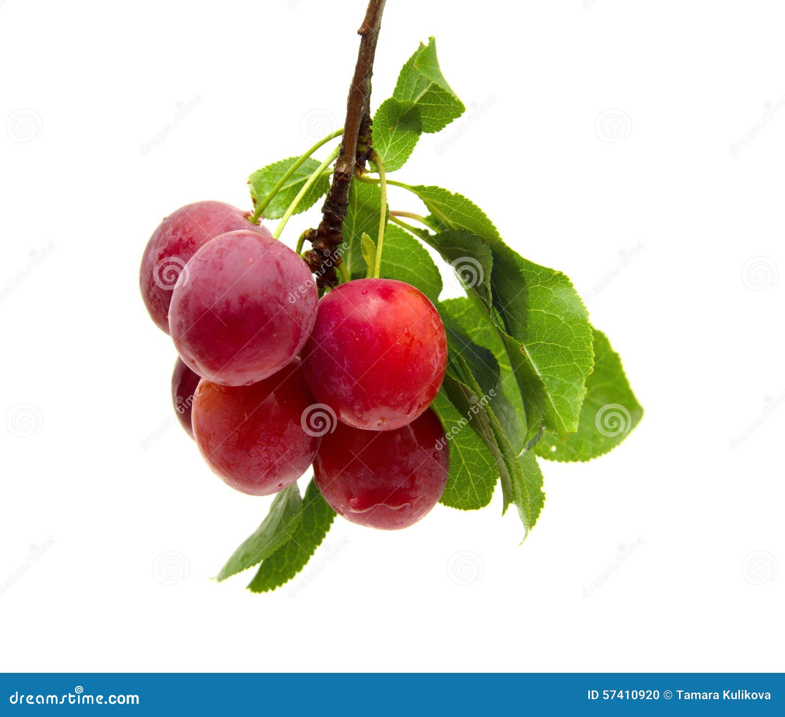 Petites Prunes Sauvages Rouges Rondes Photo stock - Image du ingrédient ...