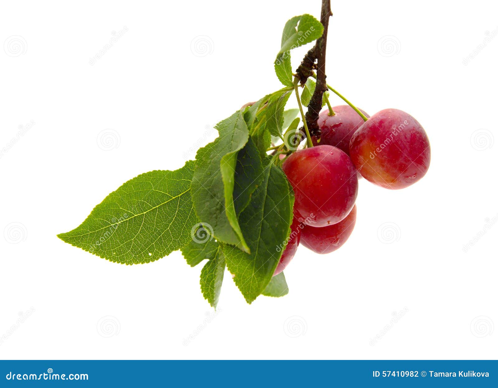 Petites Prunes Sauvages Rouges Rondes Photo stock - Image du brindille ...