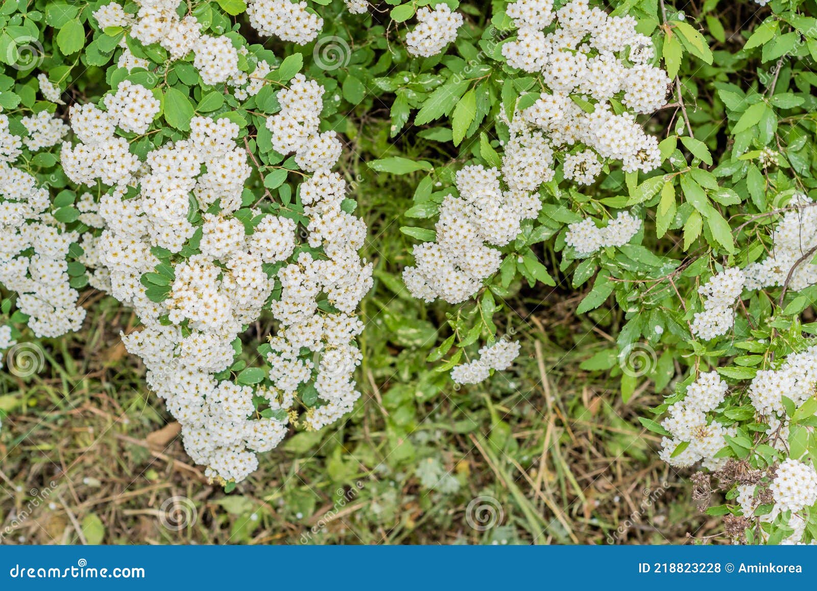 Petits Bouquets De Fleurs Blanches Délicates Photo stock - Image du ...