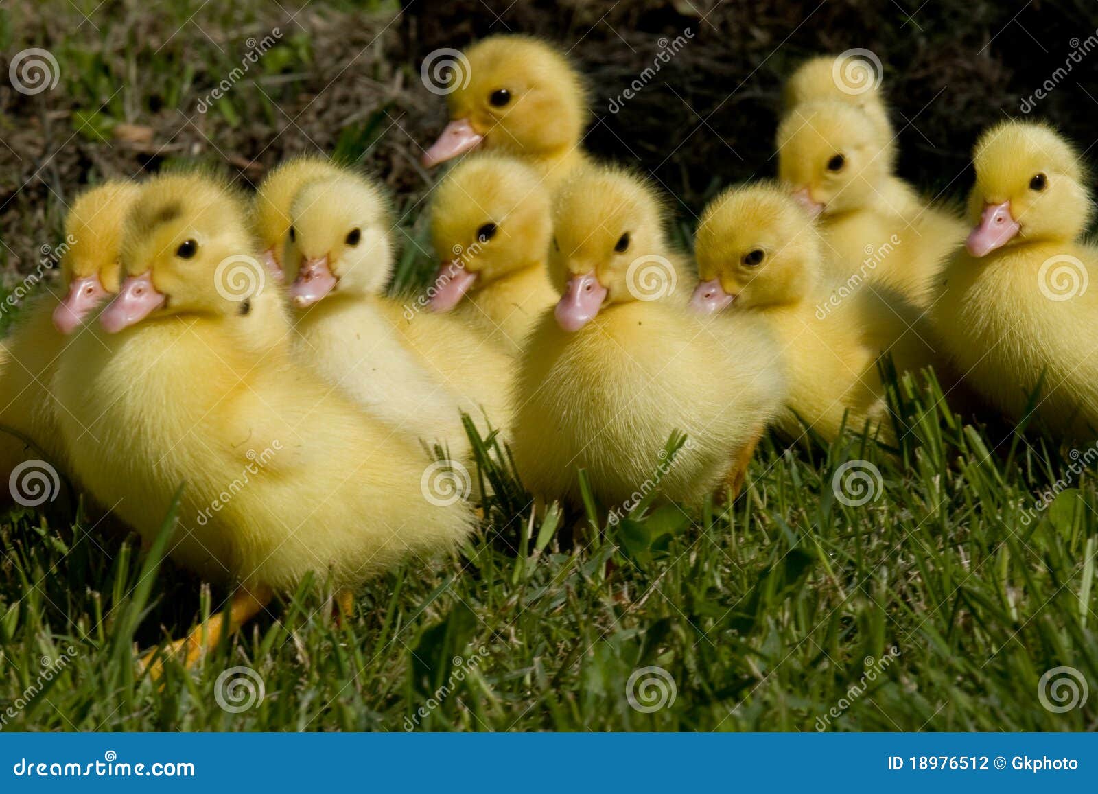 Petits canetons photo stock. Image du famille, chiot - 18976512