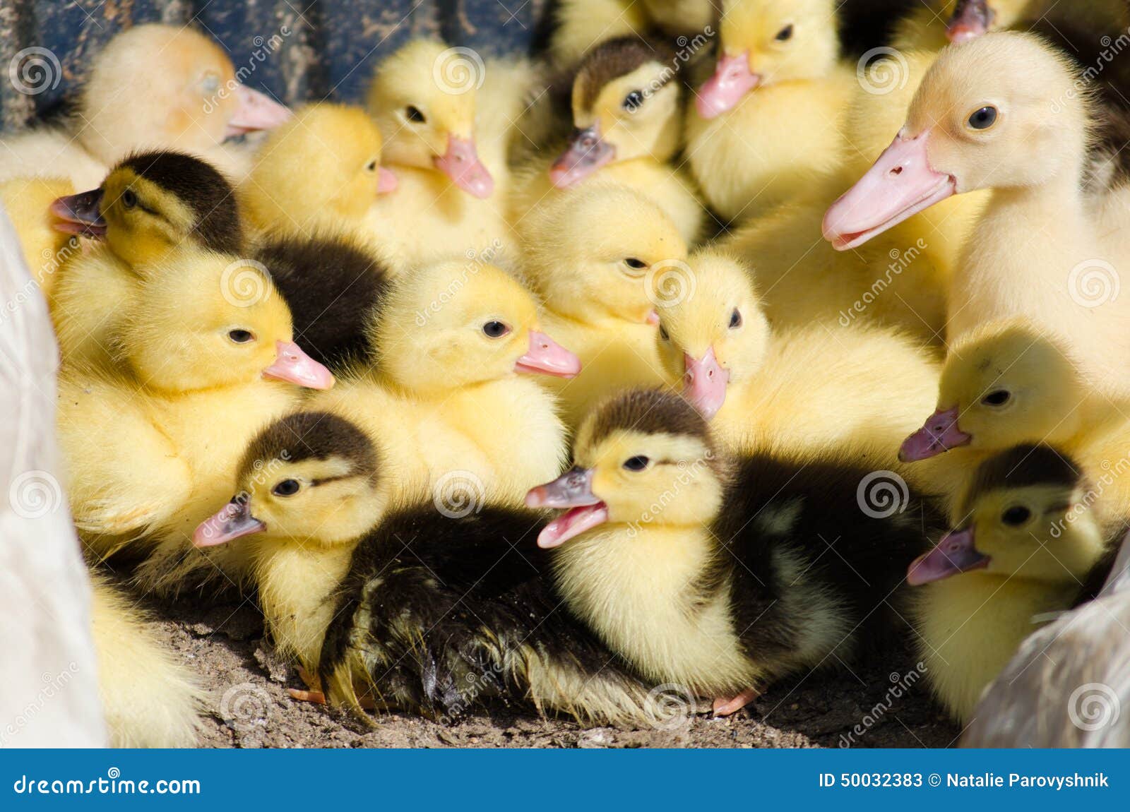 Petits canetons jaunes image stock. Image du jaune, canard - 50032383