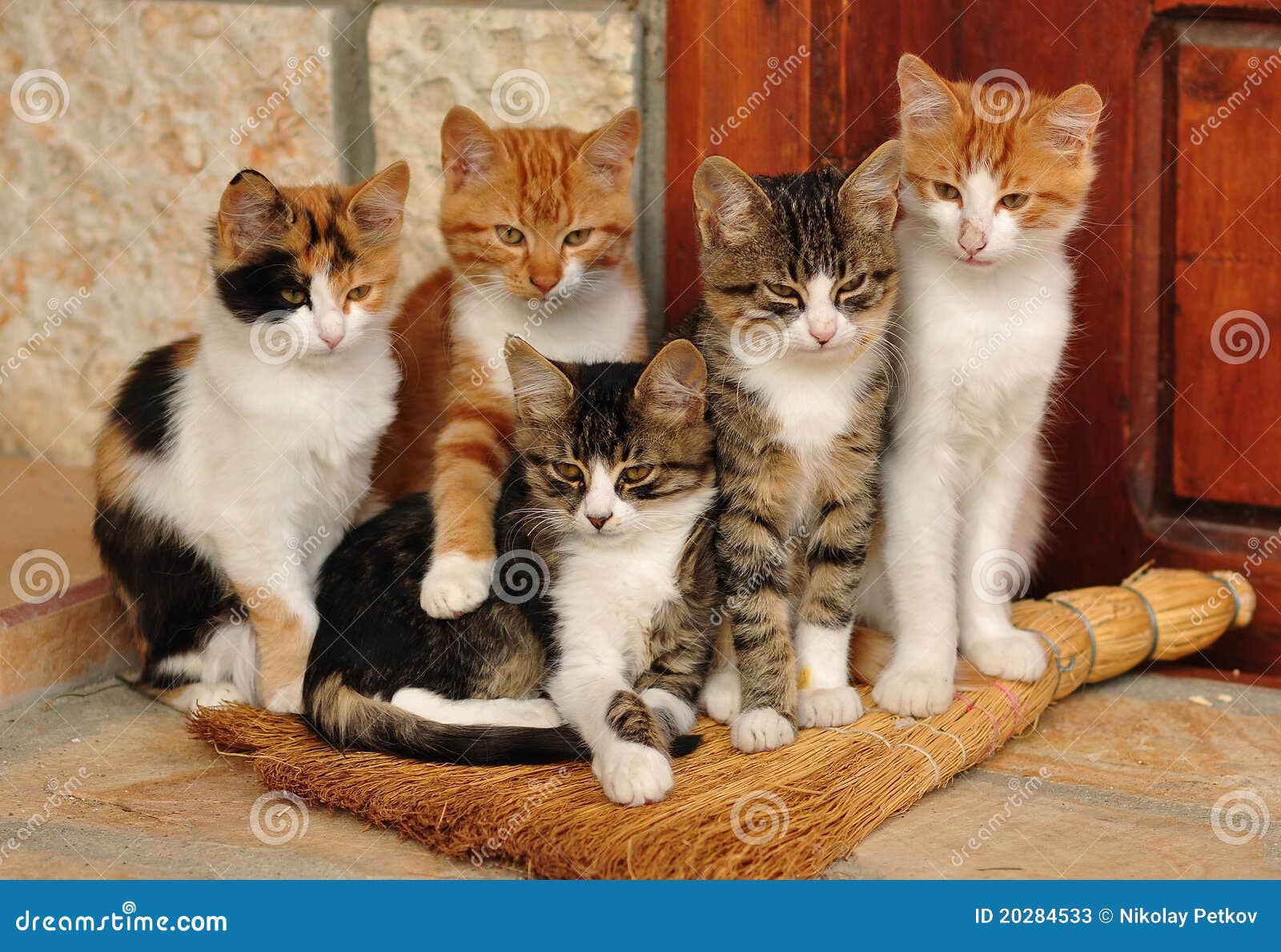 Petits chats image stock. Image du gosse, cour, chats - 20284533