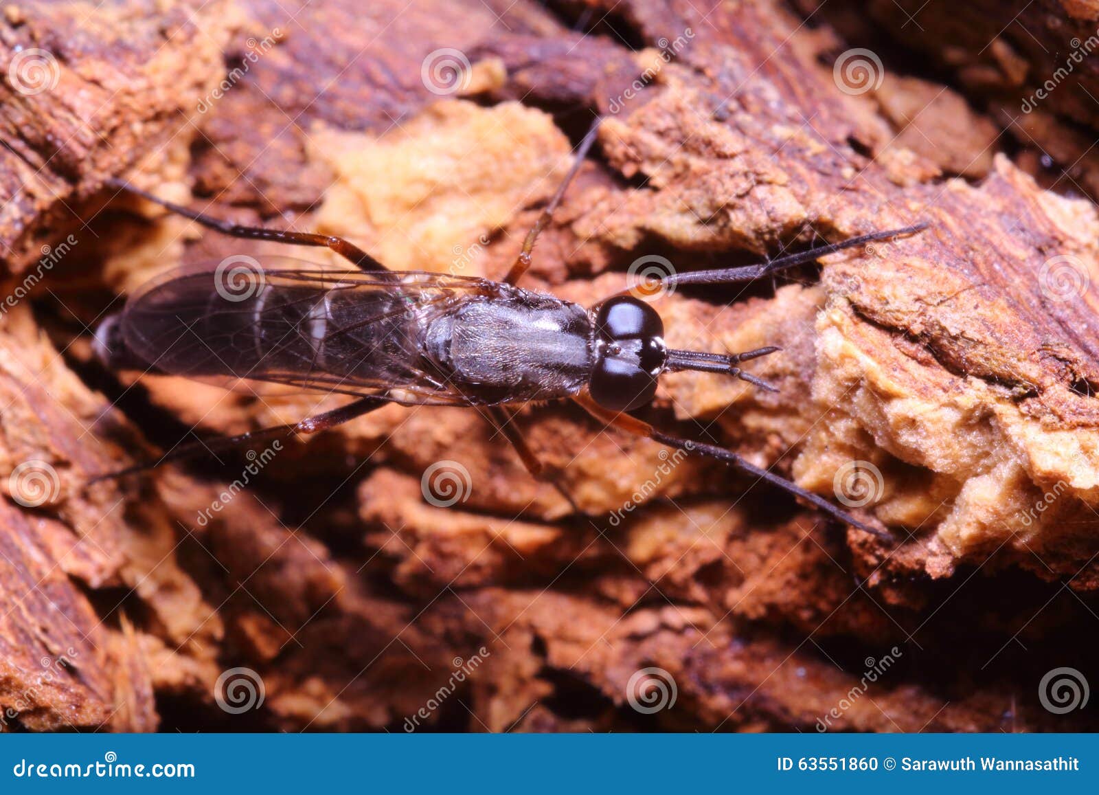 Petits insectes photo stock. Image du entomologie, anomalie - 63551860