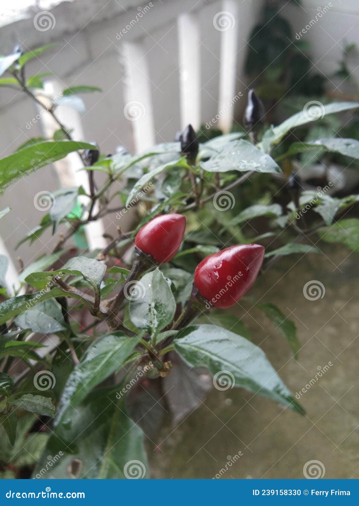 Petits Piments Rouges Et Noirs Photo stock - Image du rouge, noir ...