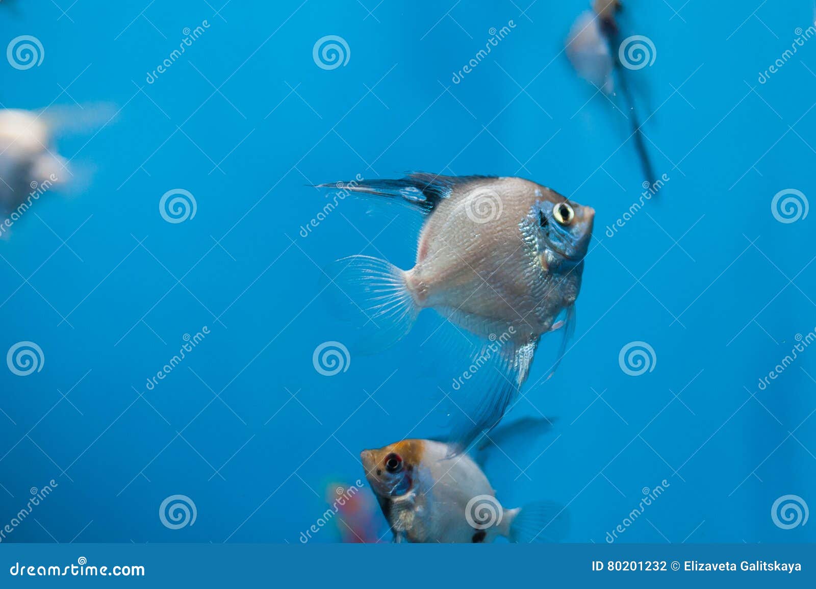 Petits Poissons Avec Une Grande Queue Photo stock - Image du personne ...