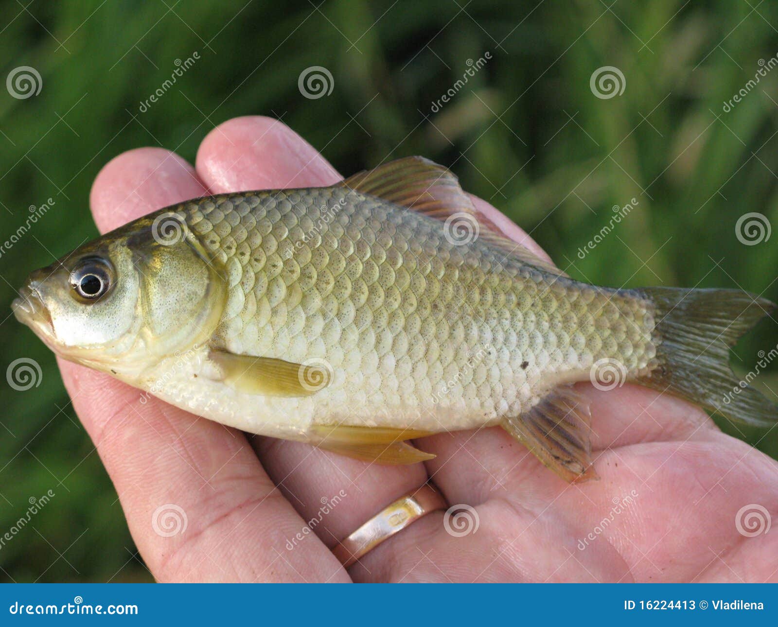 Petits Poissons Sur Une Main Image stock - Image du poissons, main ...