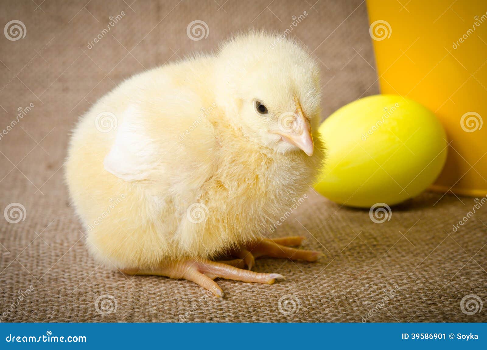 Petits poussins mignons image stock. Image du créature - 39586901