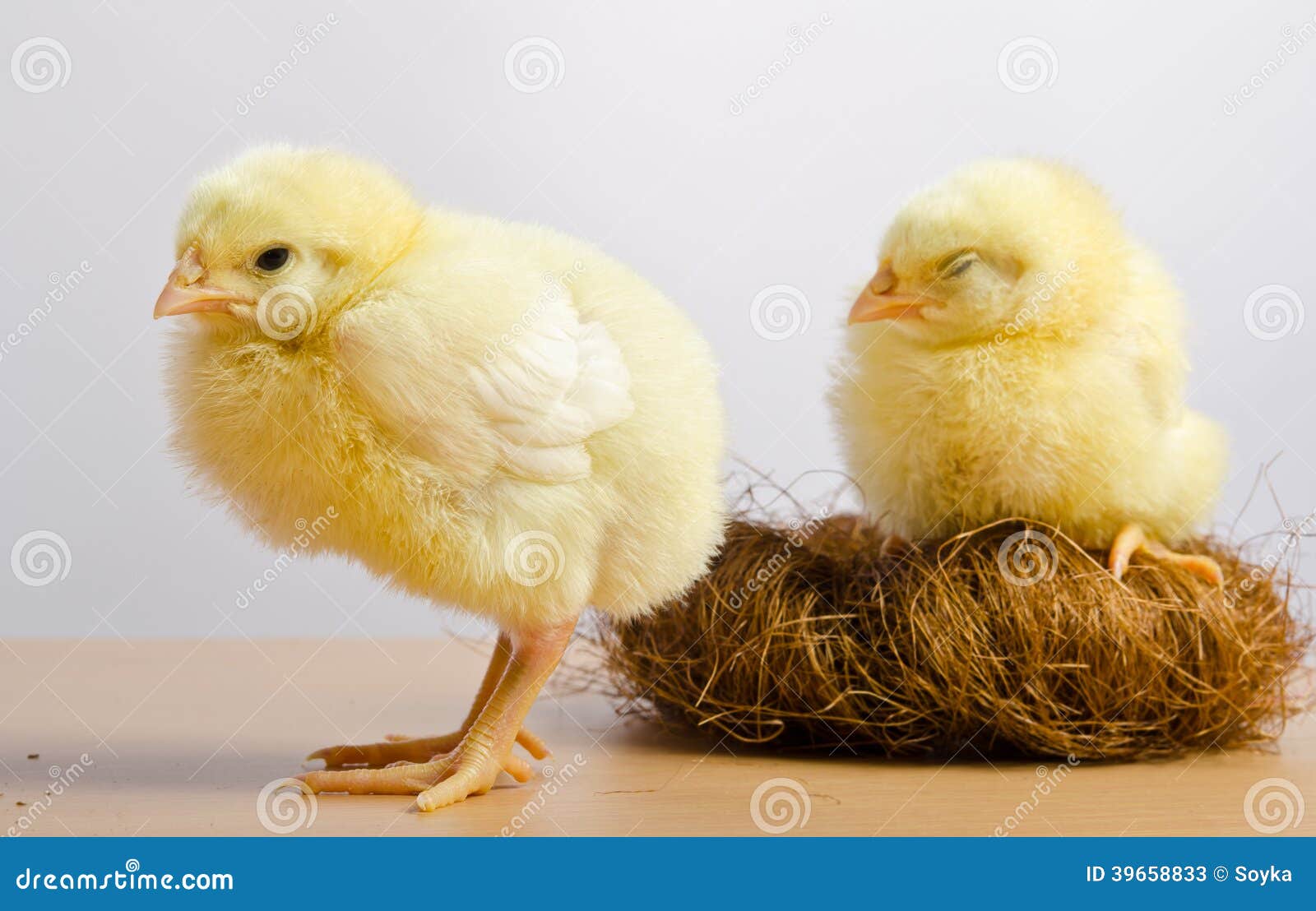 Petits poussins mignons image stock. Image du affermage - 39658833