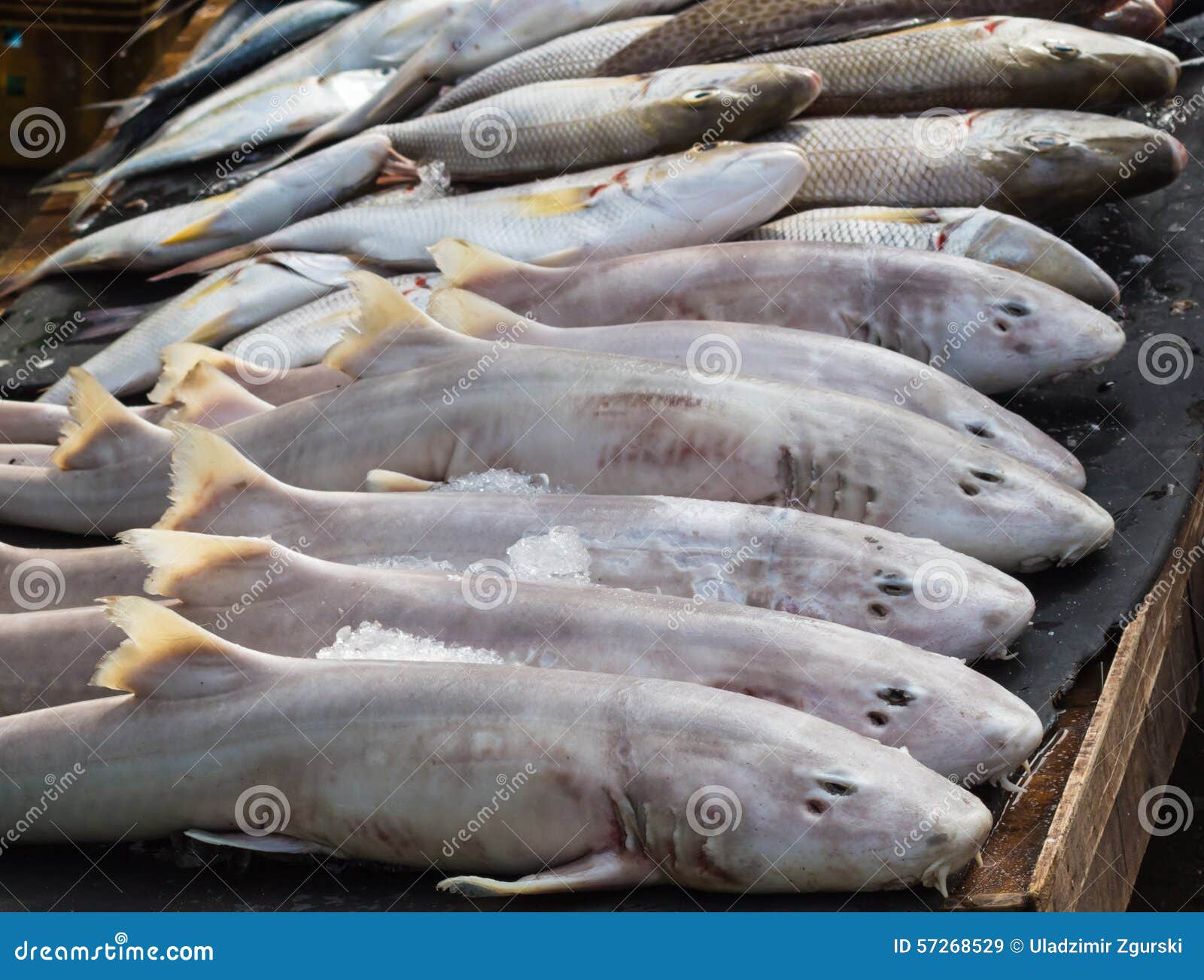 Petits Requins Sur La Poissonnerie Image stock - Image du froid ...