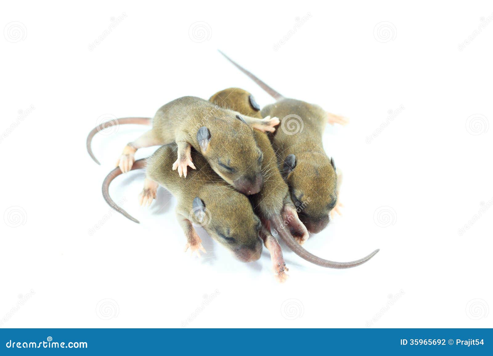 Petits Rongeurs (rat De Bébé) Photo stock - Image du chéri, thaïlande ...