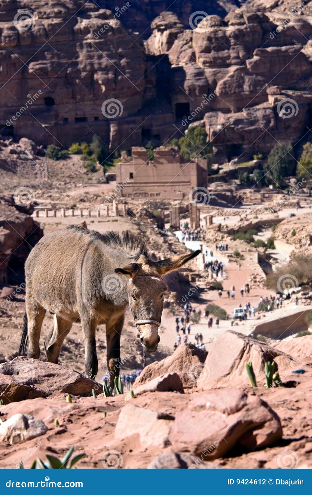 Bedouin On A Donkey Descends A Narrow Path From A Cliff Into The Desert ...