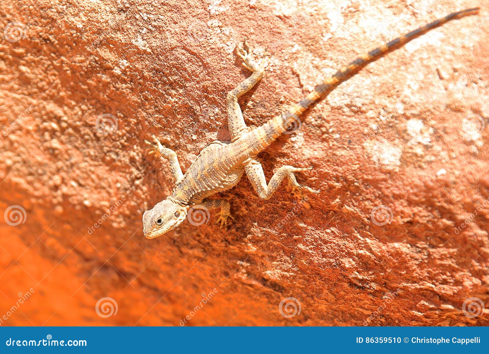 PETRA, JORDAN: an Agama Lizard Stock Photo - Image of east, arab: 86359510