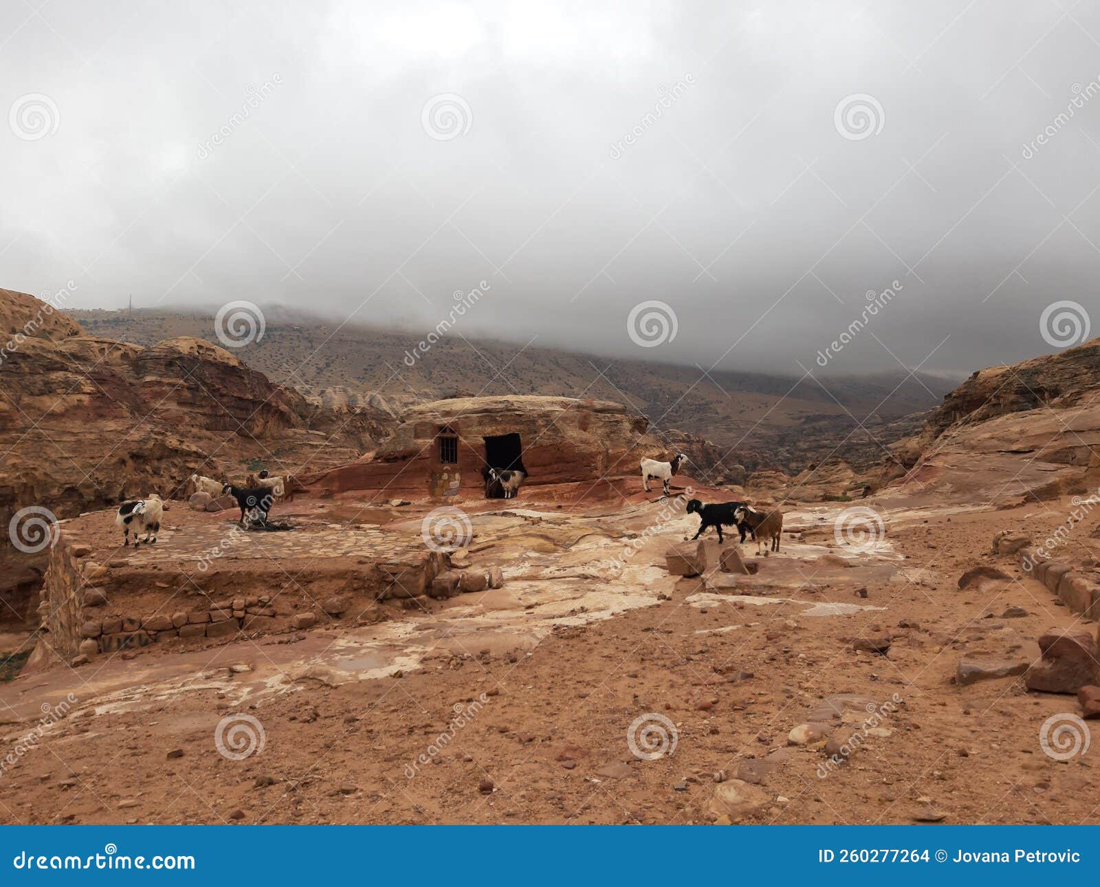 Petra Jordan Wadi Musa stock photo. Image of wilderness - 260277264