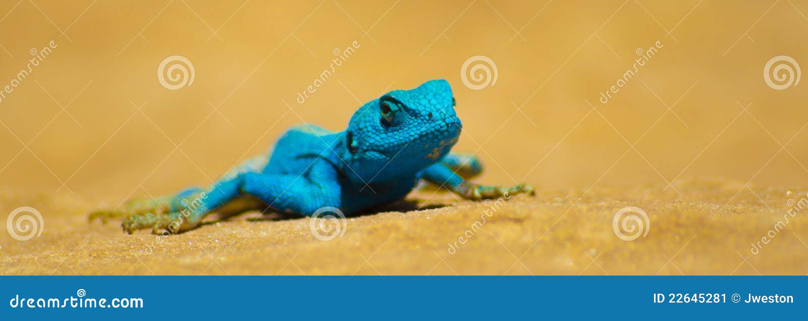 Petra lizard stock image. Image of petra, blue, sand - 22645281