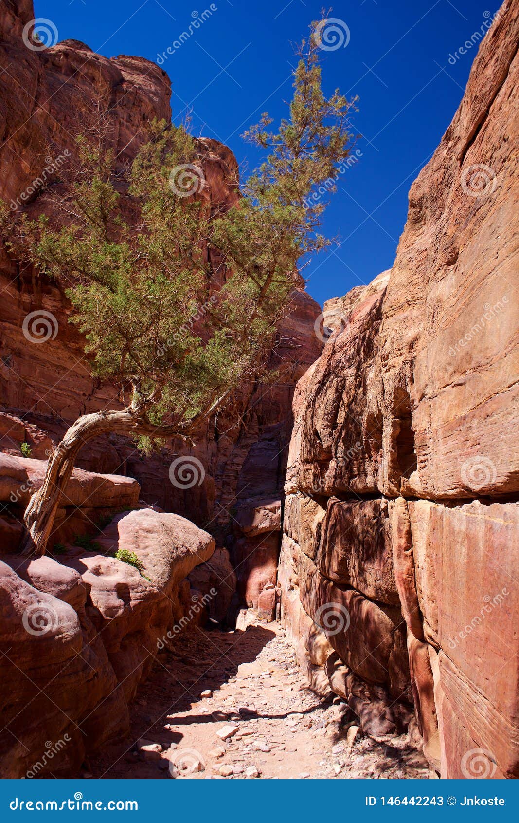 Petra Tree in Jordan in Asia Stock Image - Image of facade, jordan ...