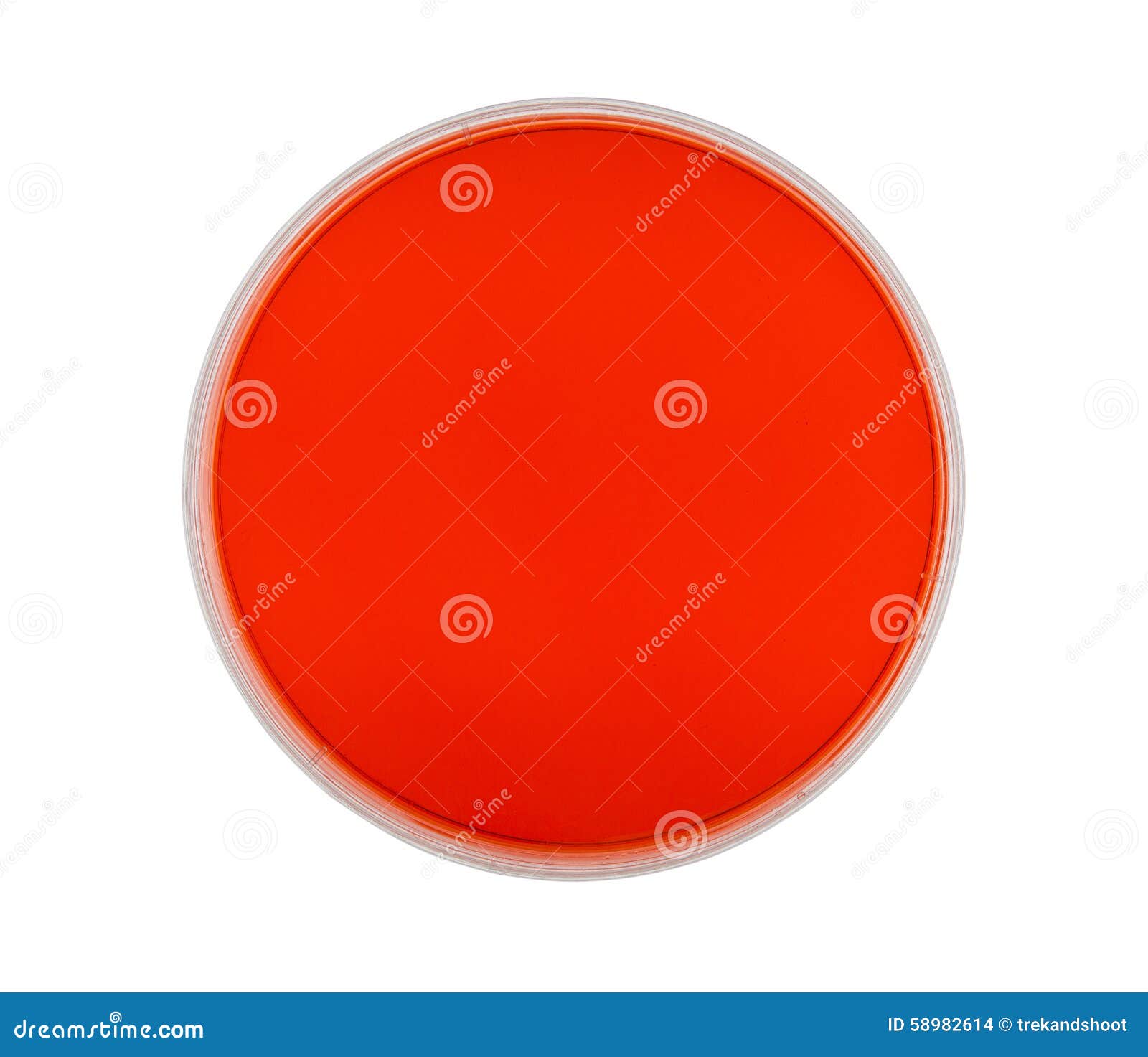 Petri Dish Avec L'agar Rouge Photo stock - Image of laboratoire ...