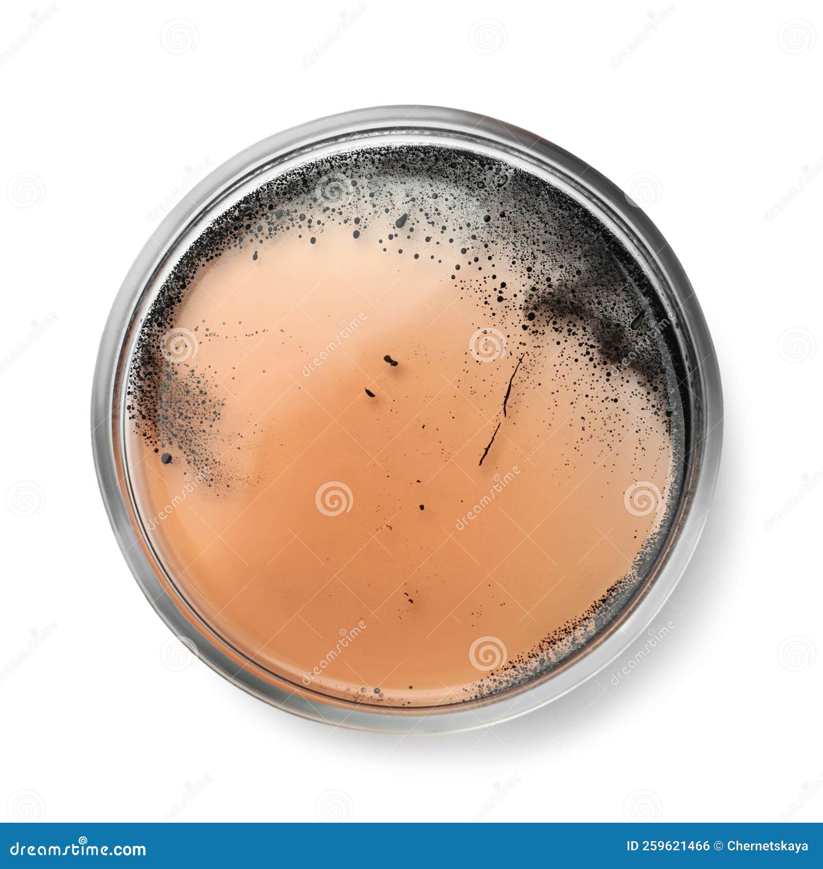 Petri Dish with Bacteria Colony Isolated on White, Top View Stock Photo ...