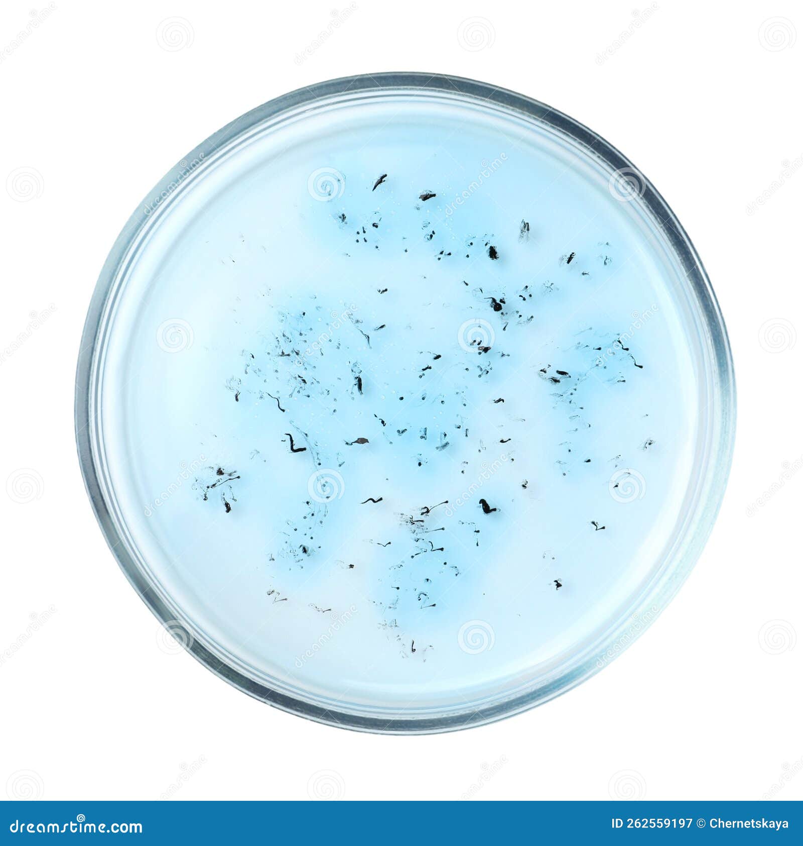 Petri Dish with Bacteria on White Background, Top View Stock Image ...
