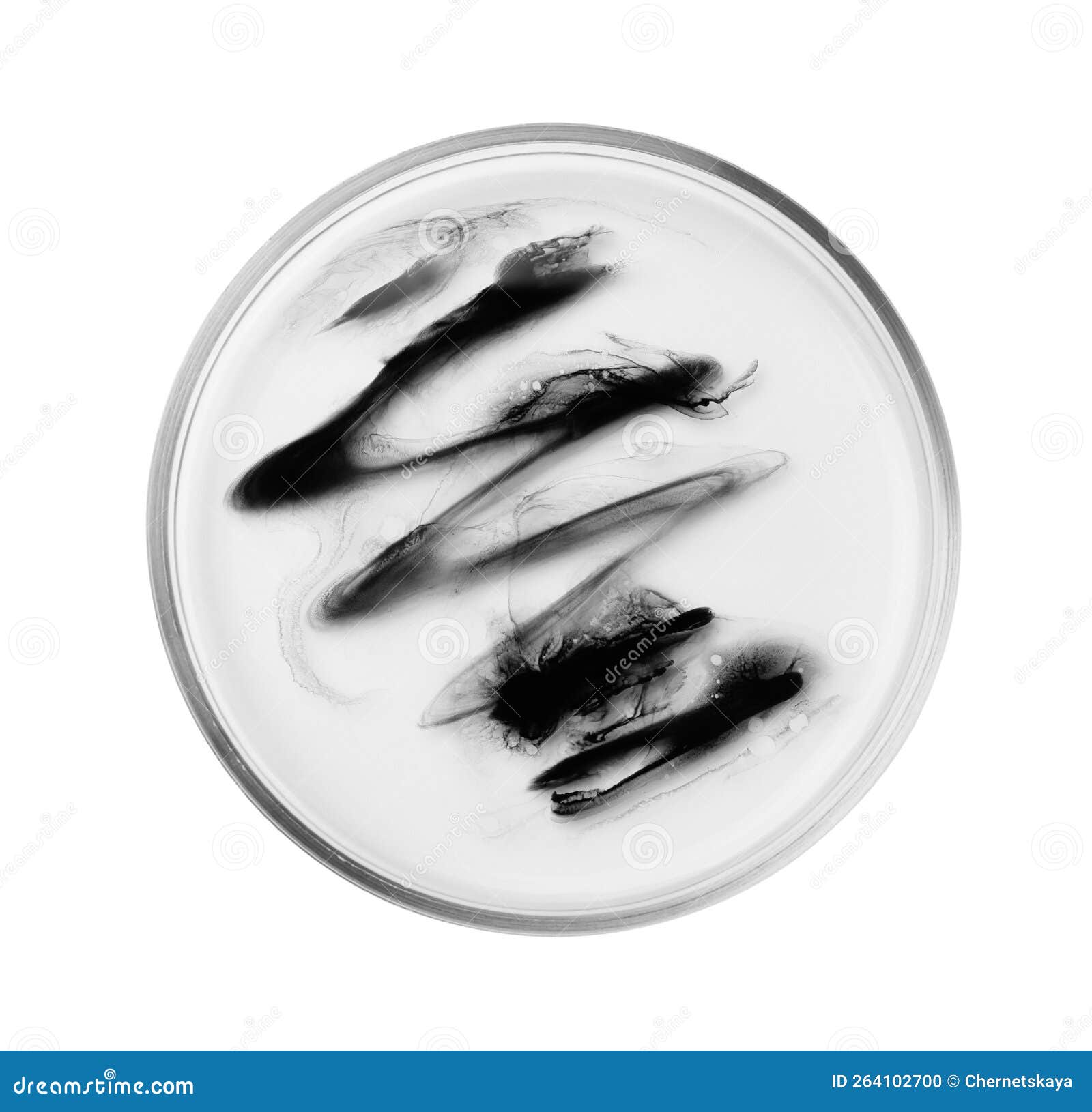 Petri Dish with Bacteria on White Background, Top View Stock Photo ...