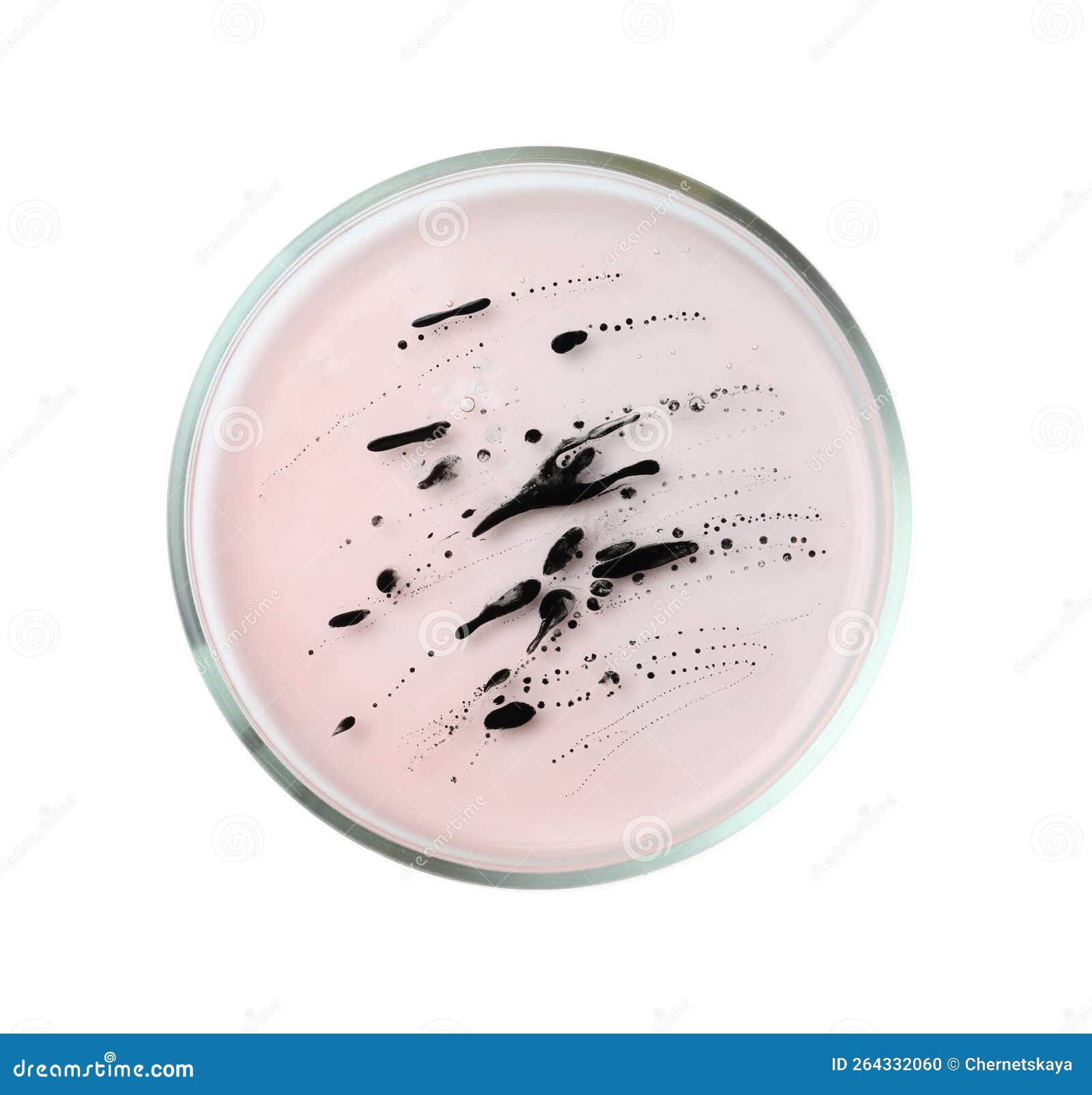Petri Dish with Bacteria on White Background, Top View Stock Photo ...