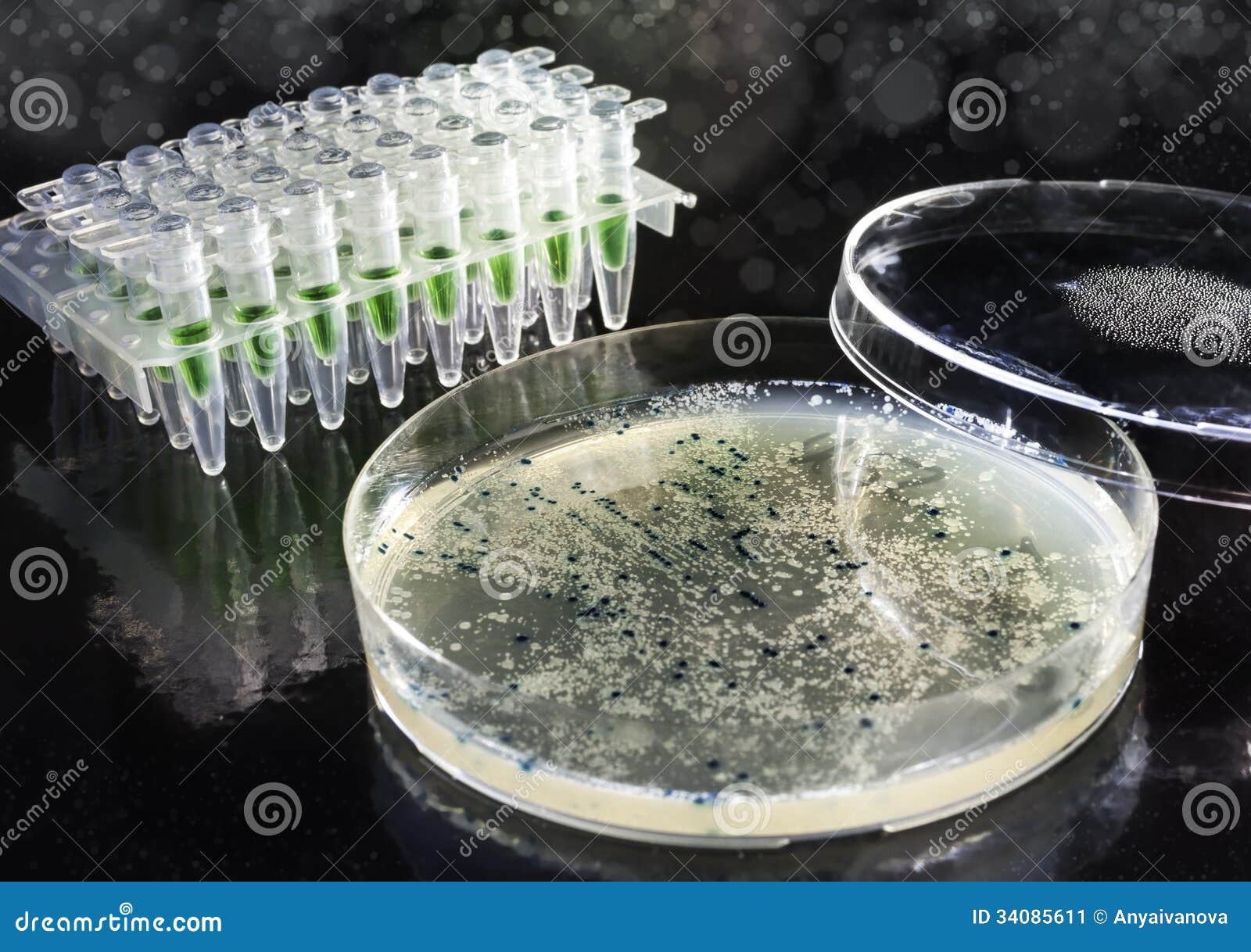 Petri Dish with Bacterial Colonies on Agar-agar Stock Image - Image of ...