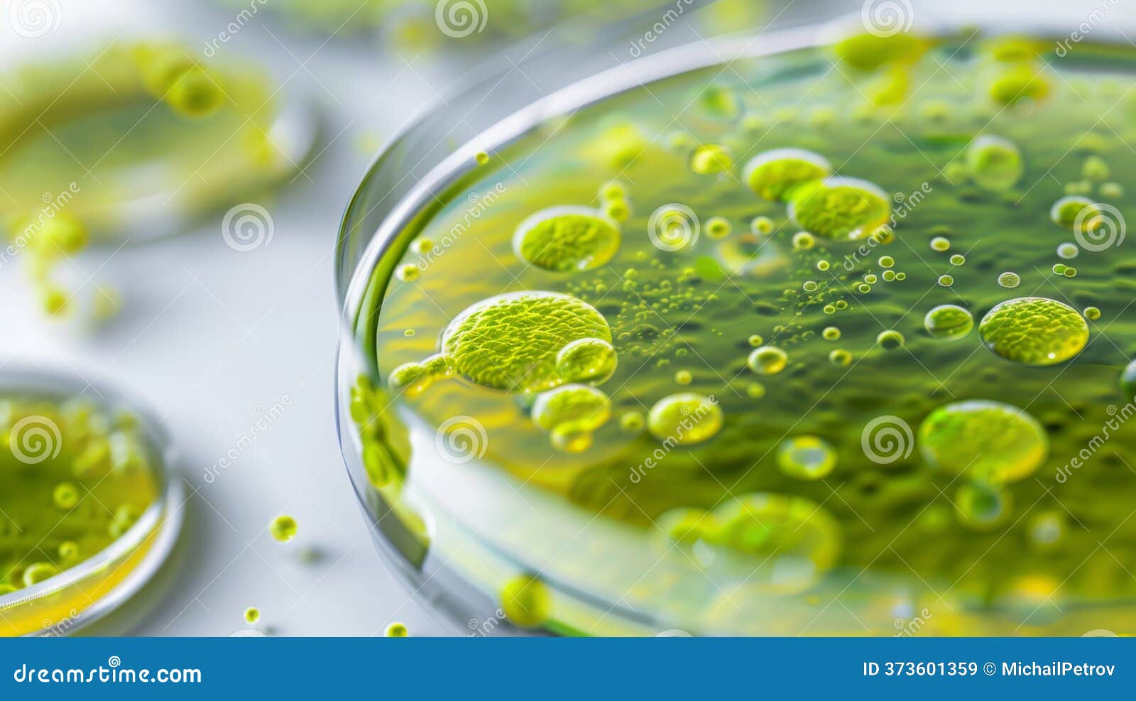 Microalgae Under Microscopic View, Green Algae, Cyanobacteria ...